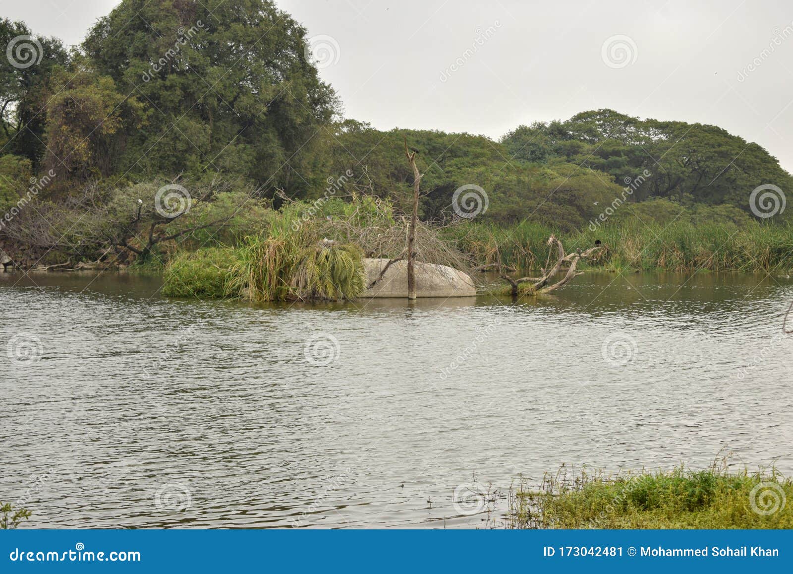 Lake Side Blue Water with Birds and Trees Stock Photograph Image Stock ...
