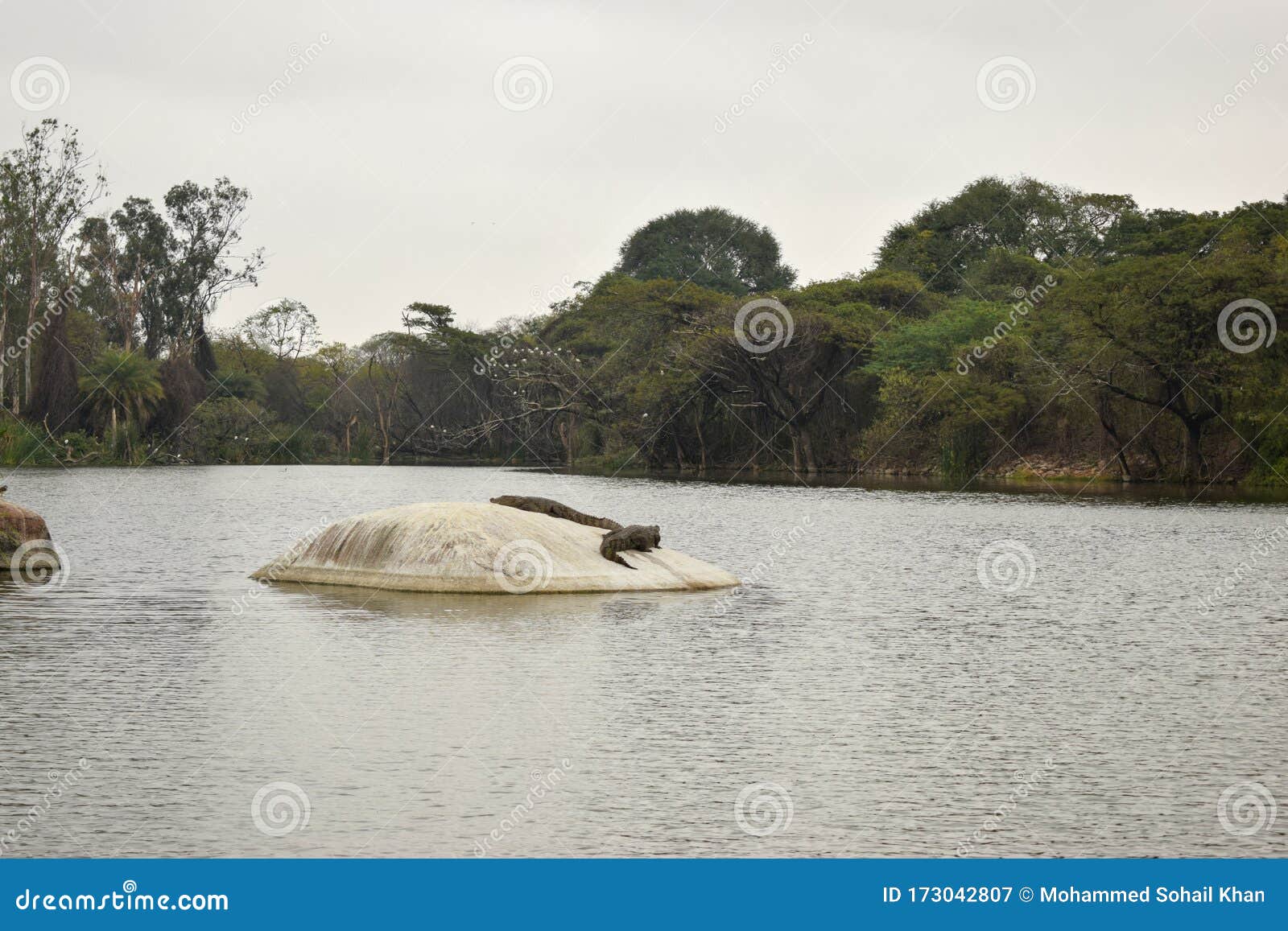 Lake Side Blue Water with Birds and Trees Stock Photograph Image Stock ...