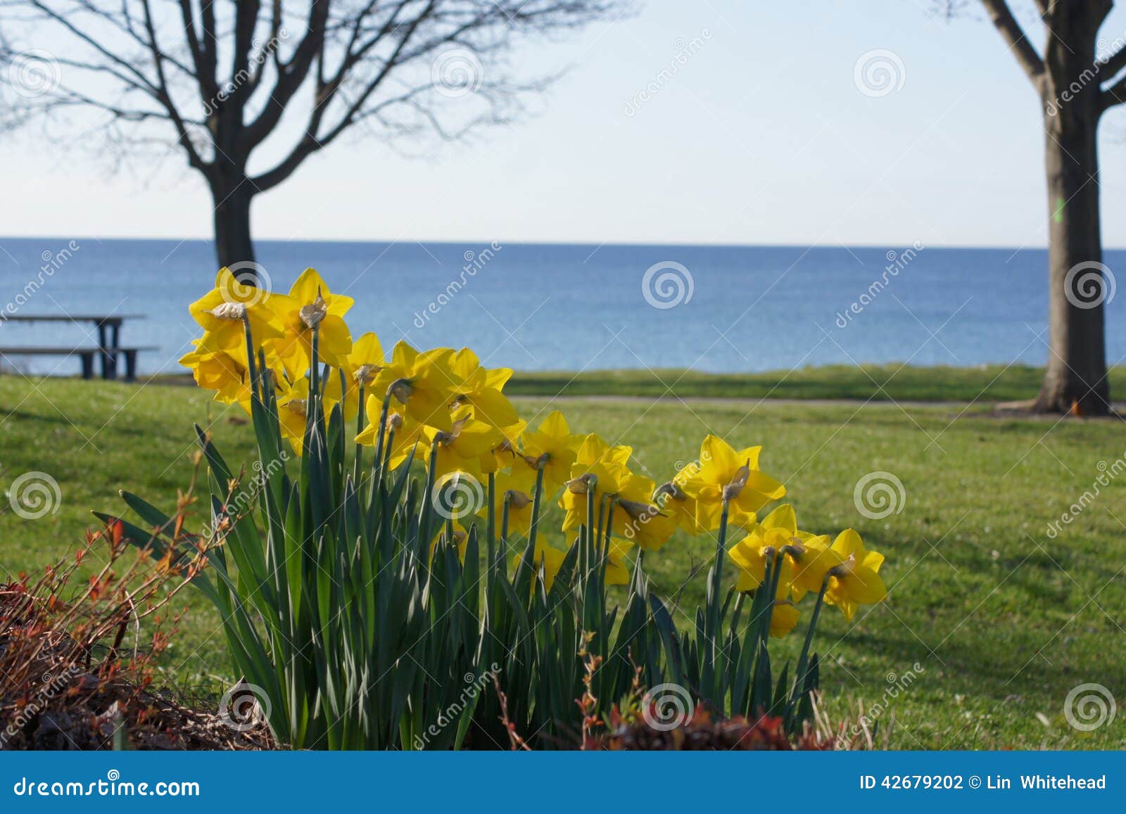 Lakeside Daffodils stock photo. Image of weather, plant - 42679202