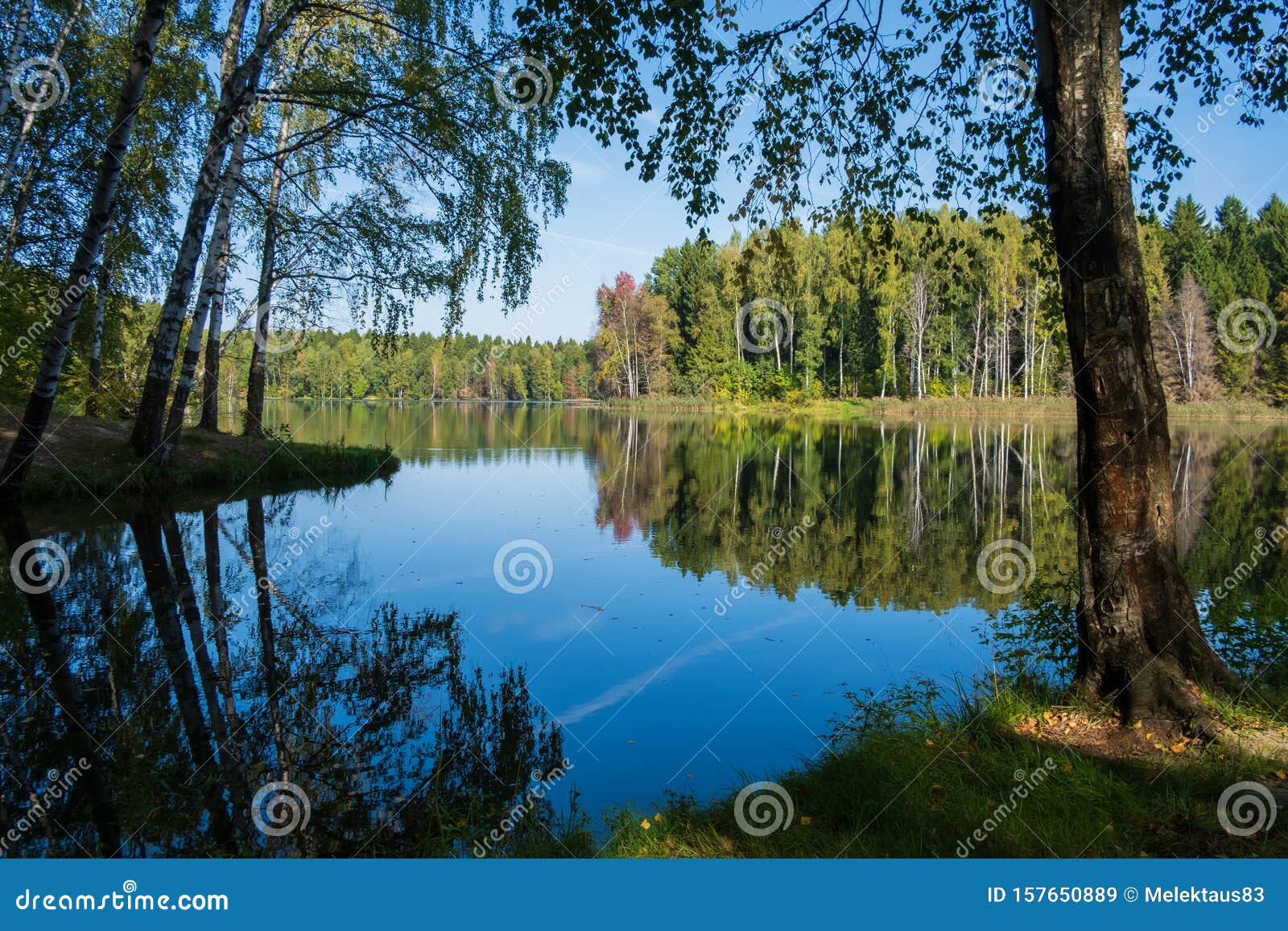 Lakeside in the forest stock image. Image of blue, clear - 157650889