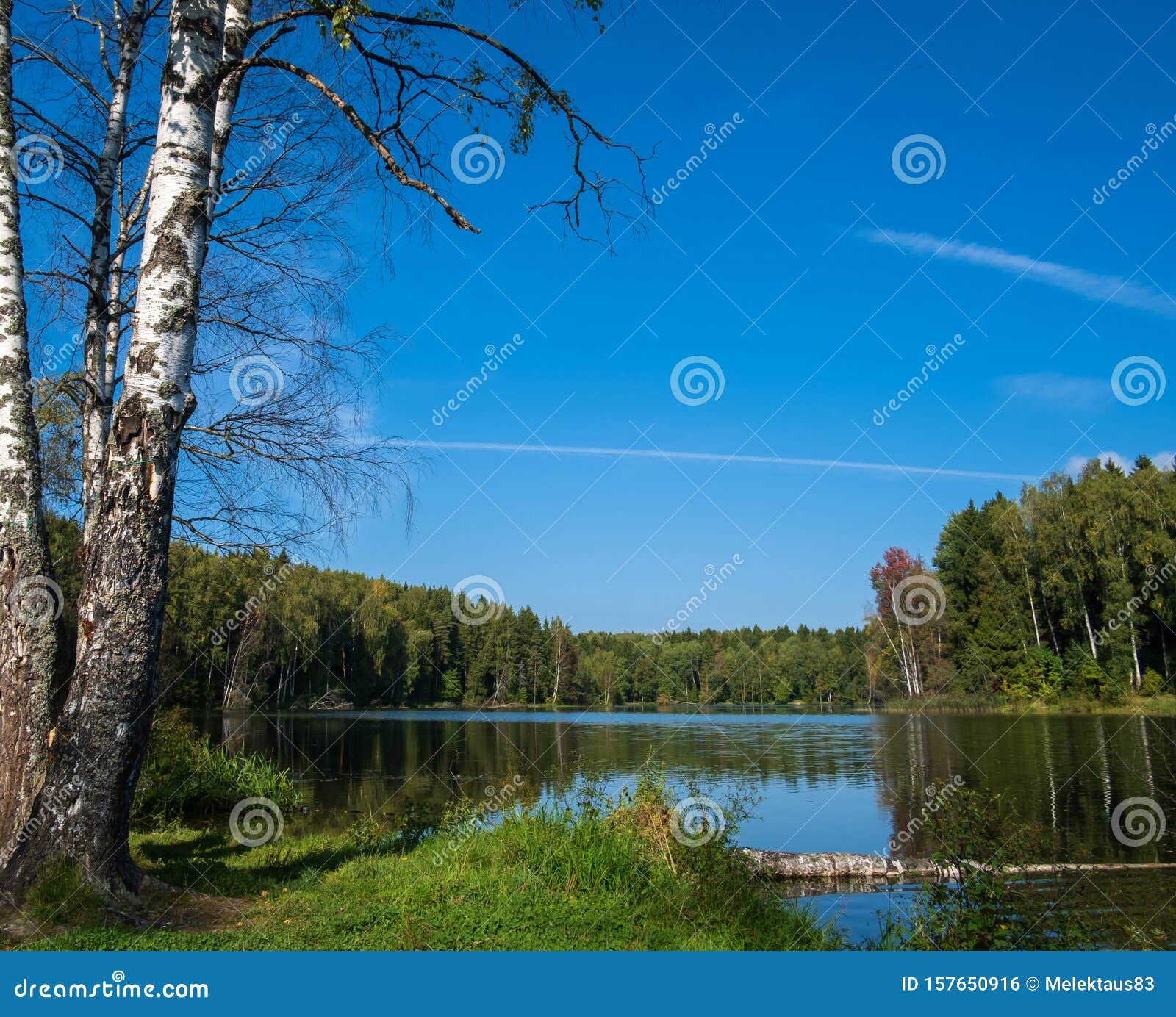 Lakeside in the forest stock photo. Image of landscape - 157650916