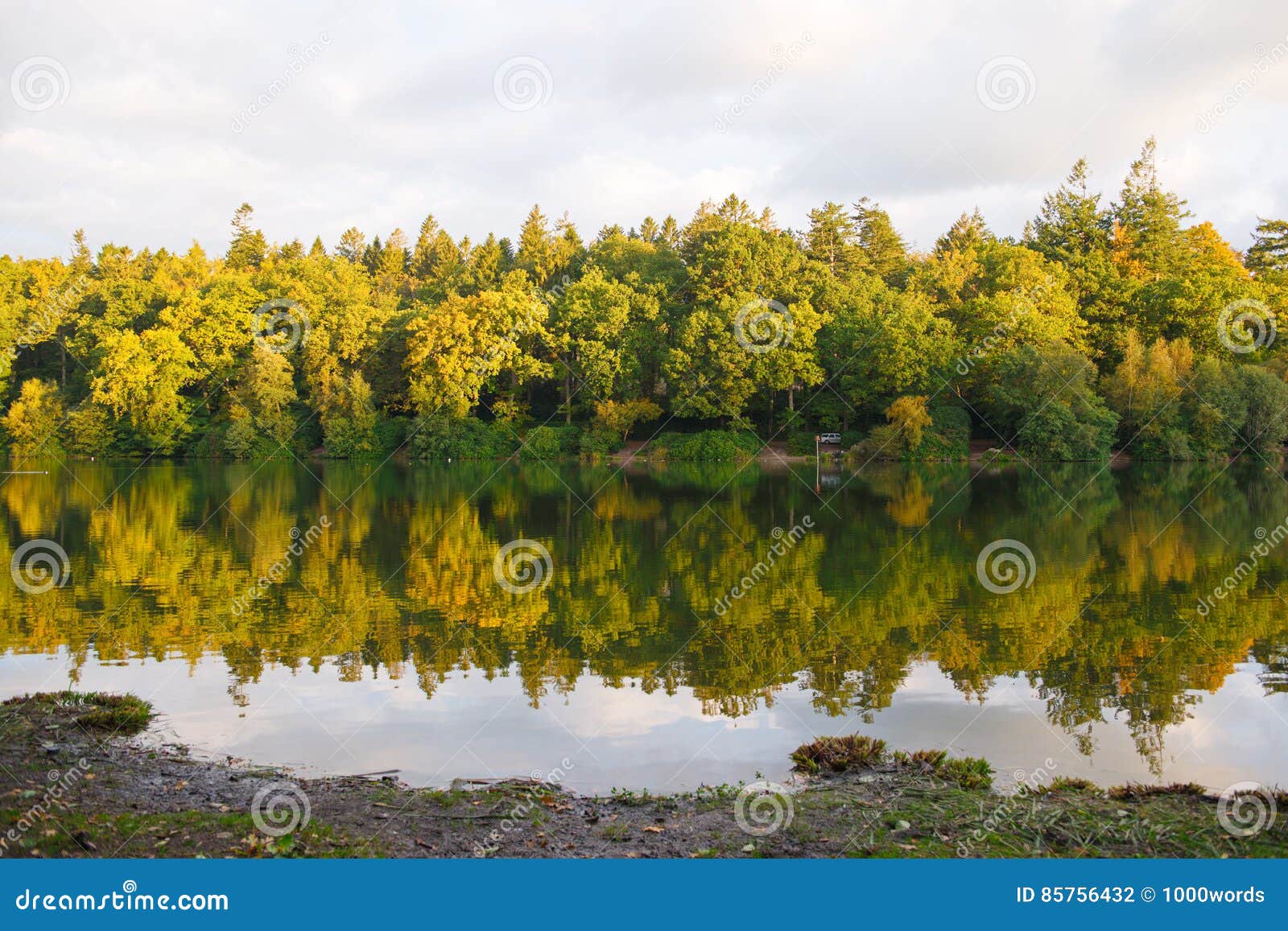 Lakeside Forest stock photo. Image of fall, lakes, cloudy - 85756432