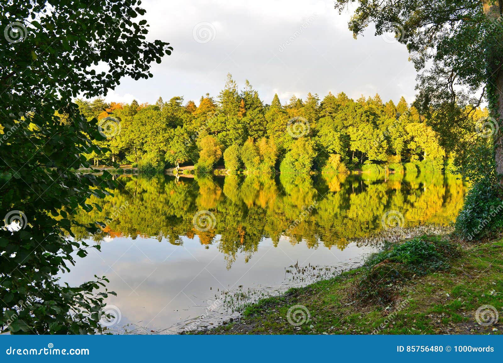 Lakeside Forest stock photo. Image of lakeside, forest - 85756480