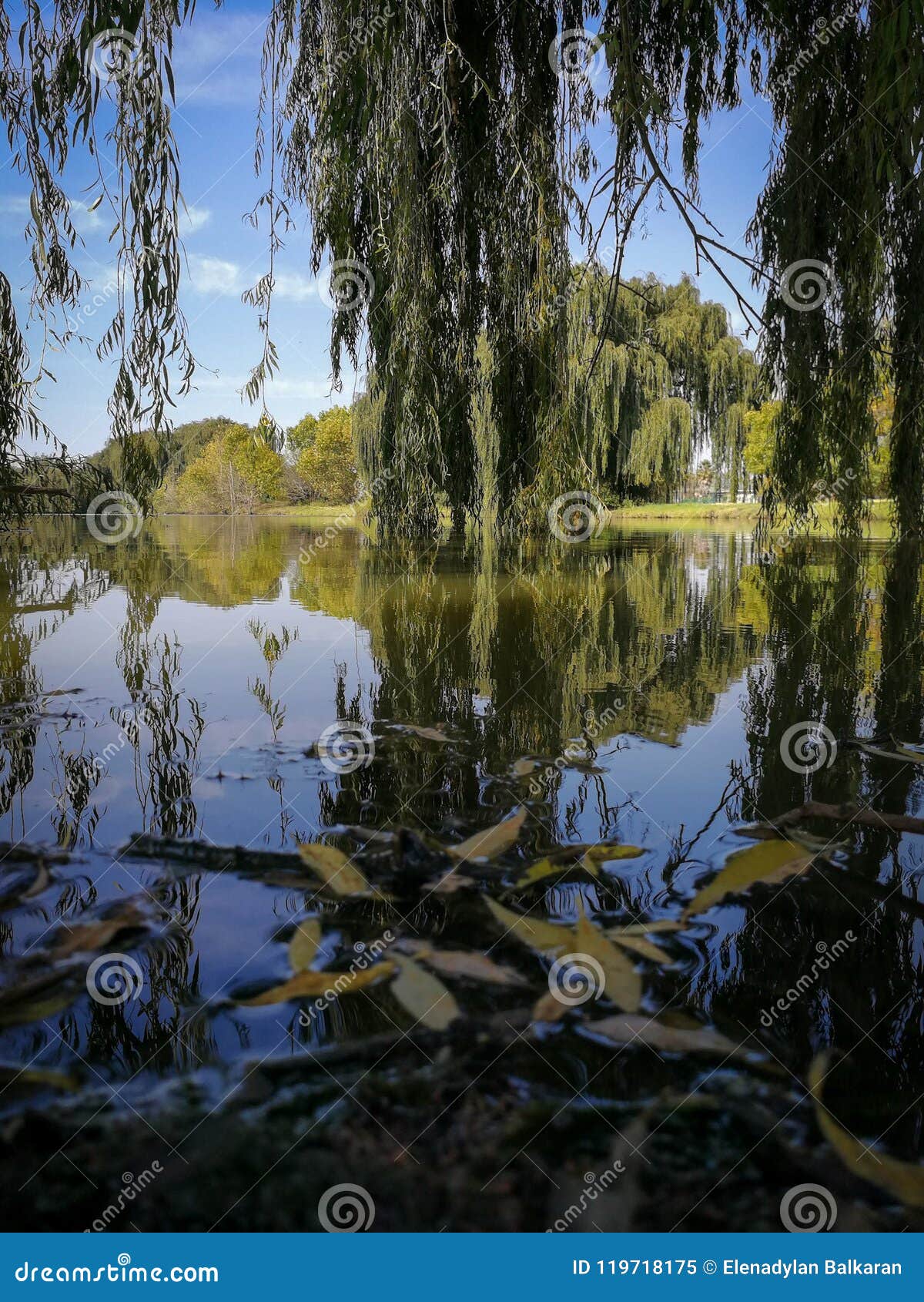 Lakeside stock image. Image of tree, beginning, leaves - 119718175