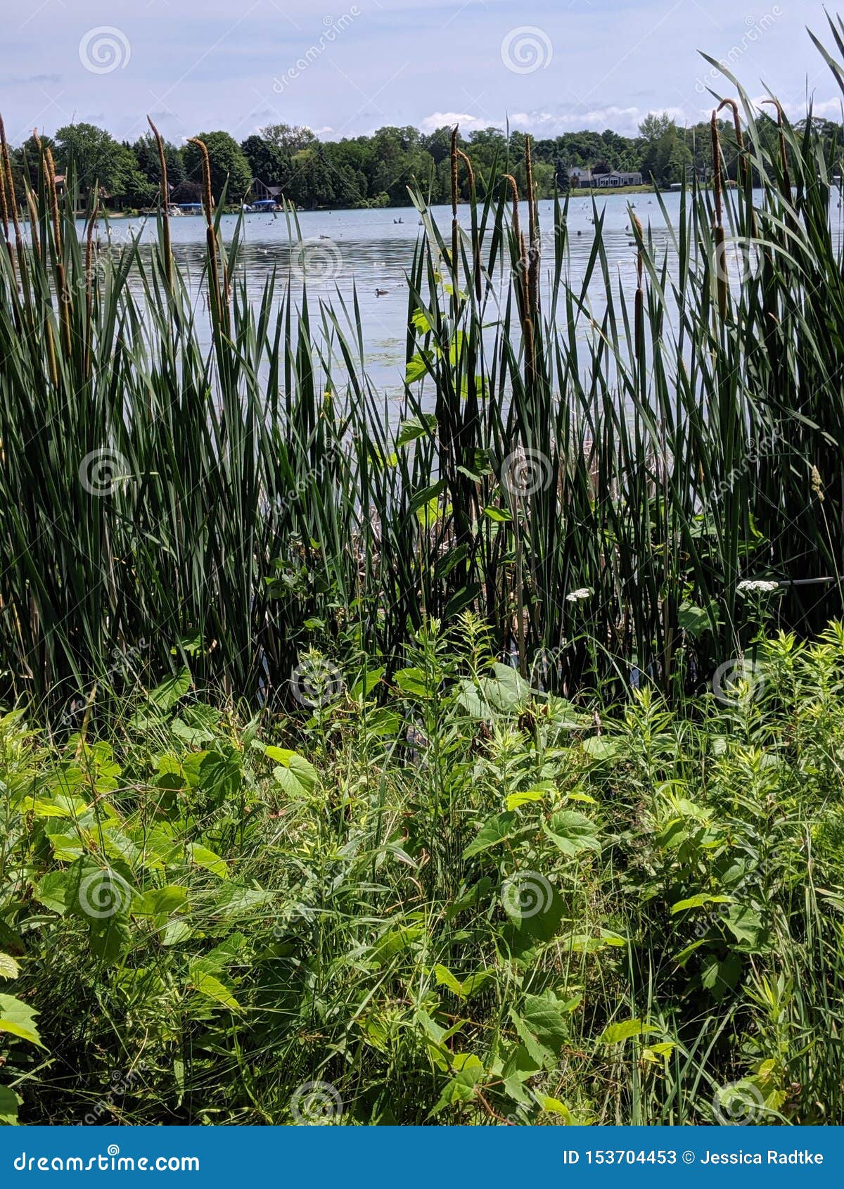 Lakeside grassy park stock image. Image of lakeside - 153704453