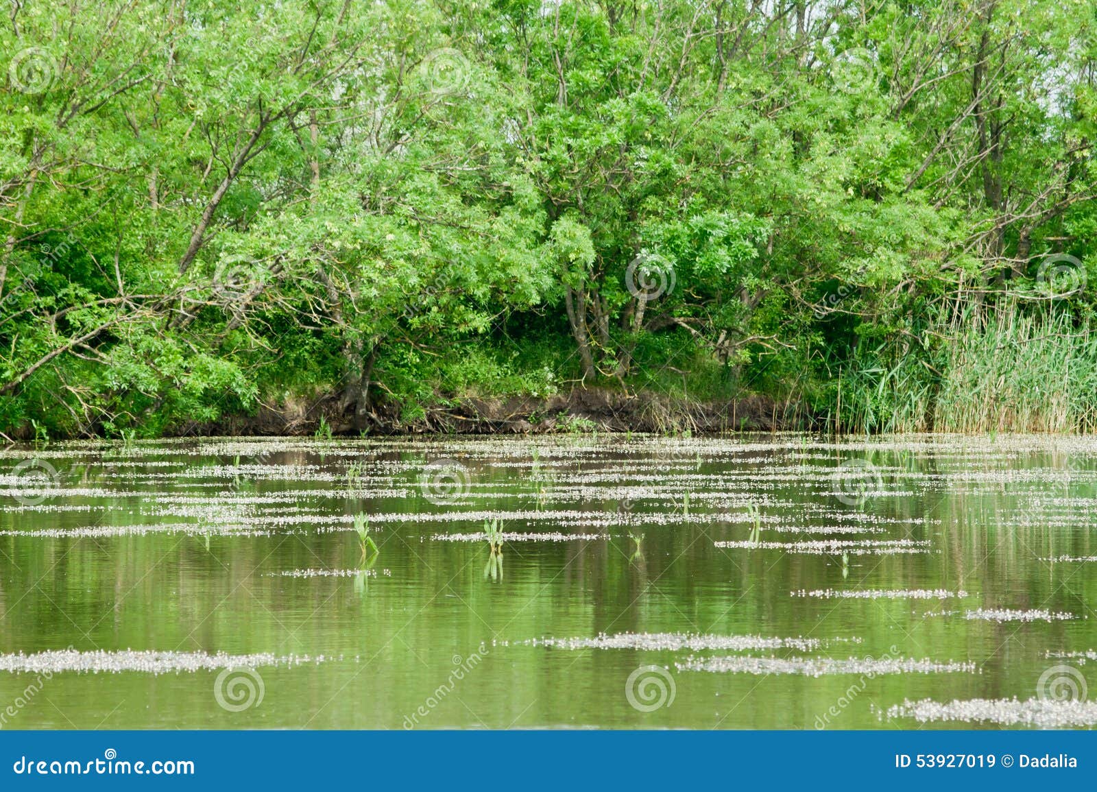 Lakeside landscape stock image. Image of clarity, wood - 53927019