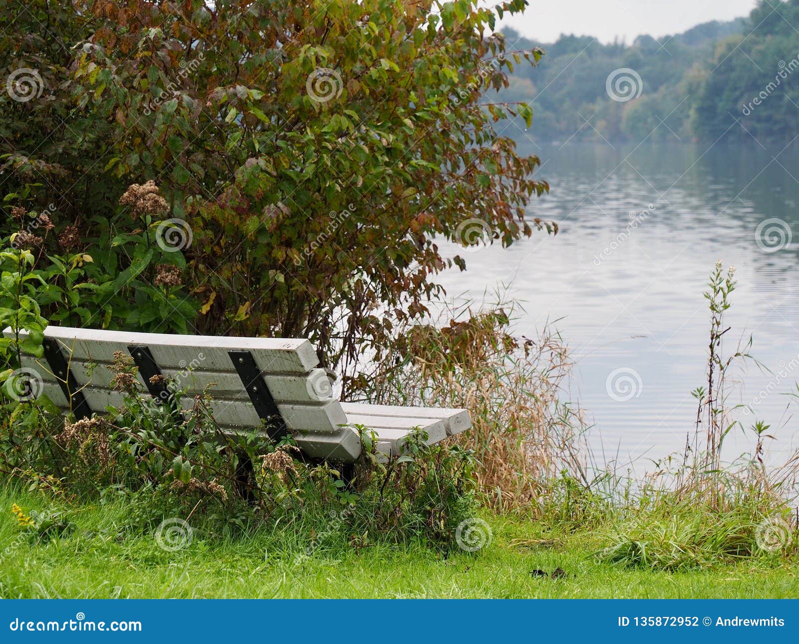 Lakeside Park Bench with Peaceful View Stock Photo - Image of nature ...