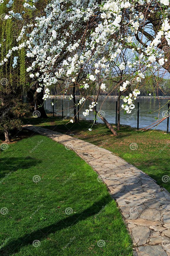 Lakeside path. stock photo. Image of lakeside, green - 14055086