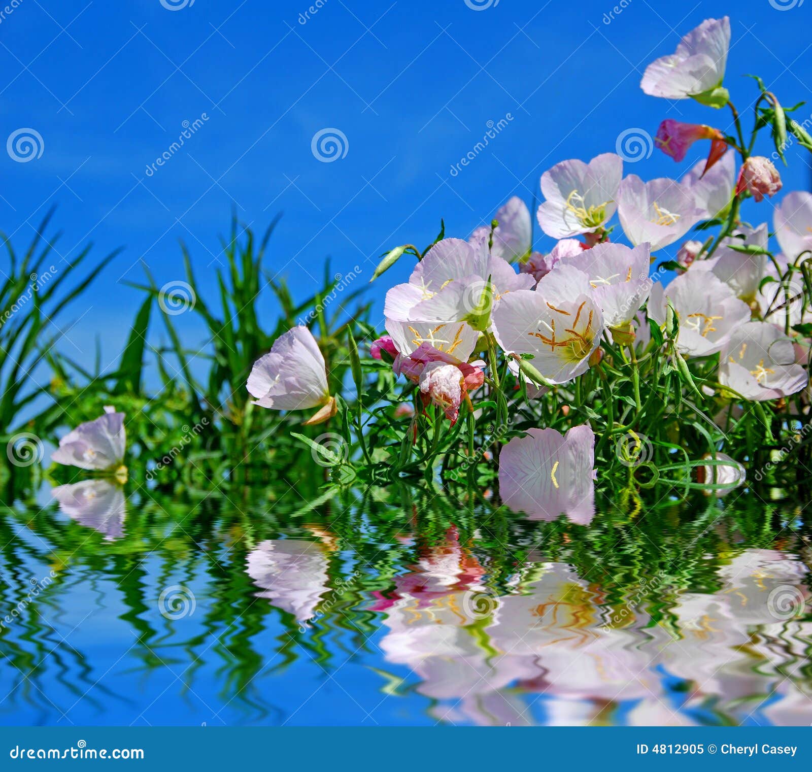 Lakeside Poppies stock image. Image of blue, idyllic, pretty - 4812905