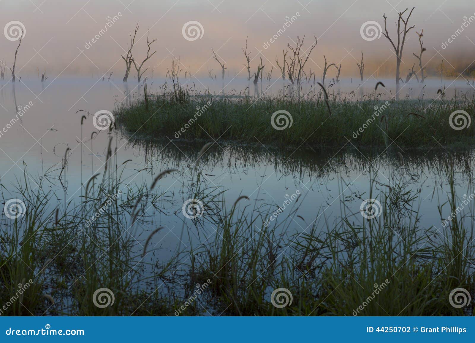 Lakeside Reeds and Drowned Trees Stock Photo - Image of tranquil ...