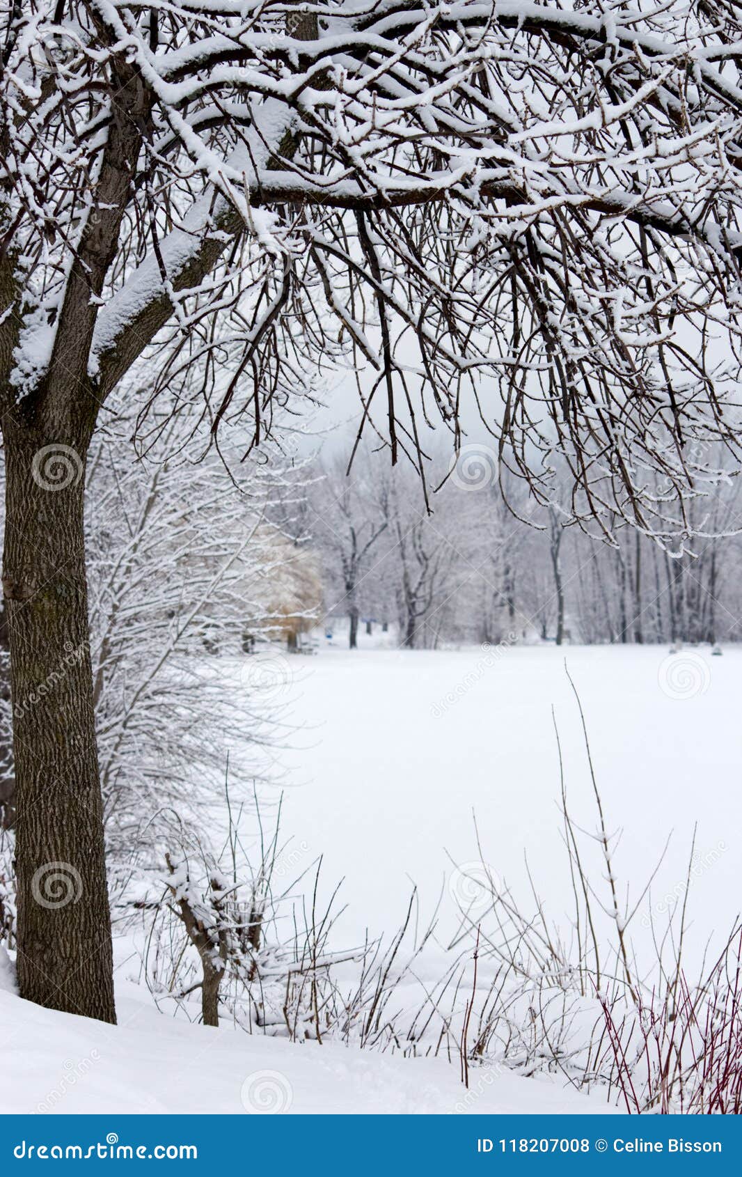 Lakeside Scenery in Winter with Trees Covered of Snow Stock Photo ...