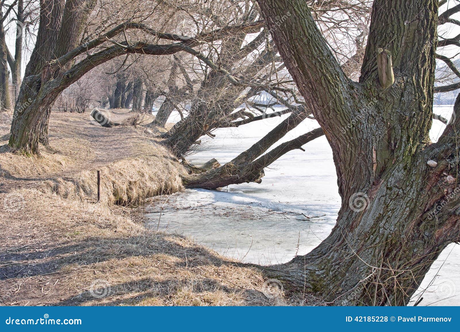 Lakeside. Spring stock photo. Image of tree, branch, nature - 42185228