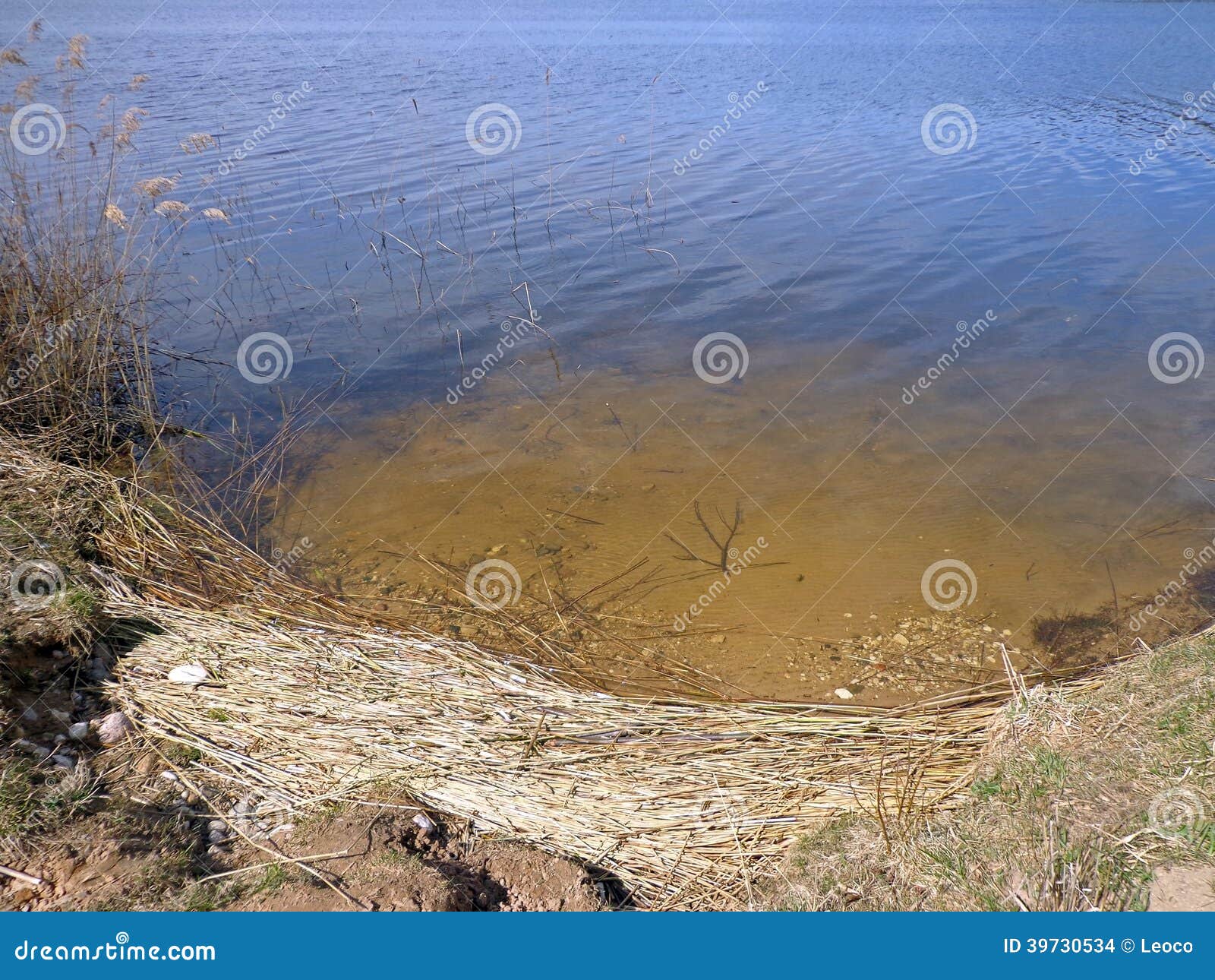 Lakeside stock photo. Image of rush, lakeside, pool, plant - 39730534