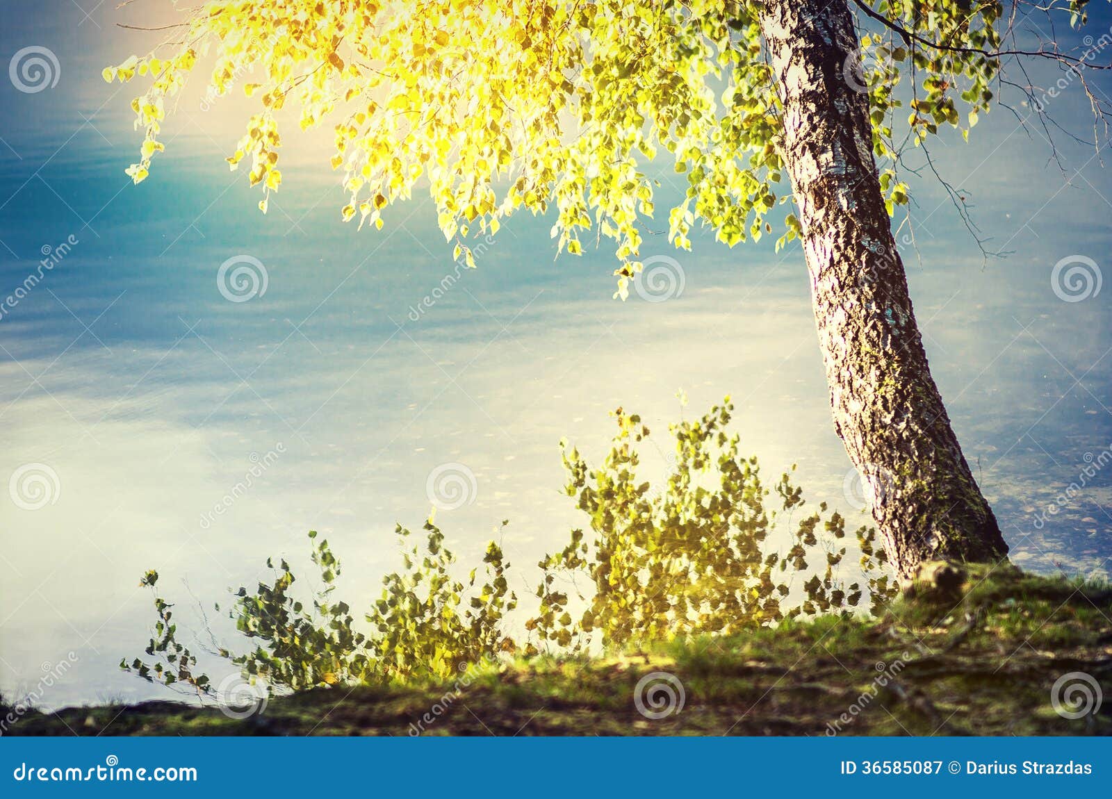 Lakeside in sun stock image. Image of blue, saplings - 36585087
