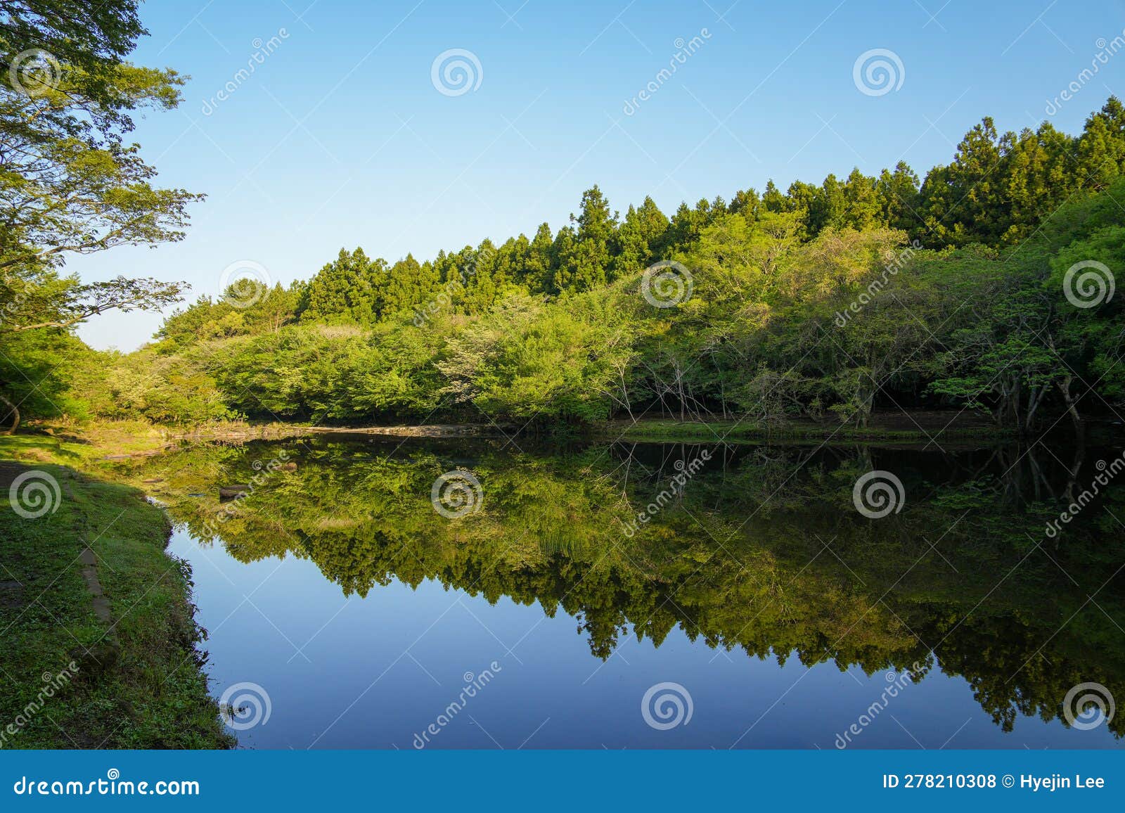 Beautiful forest and lake stock photo. Image of lakeside - 278210308
