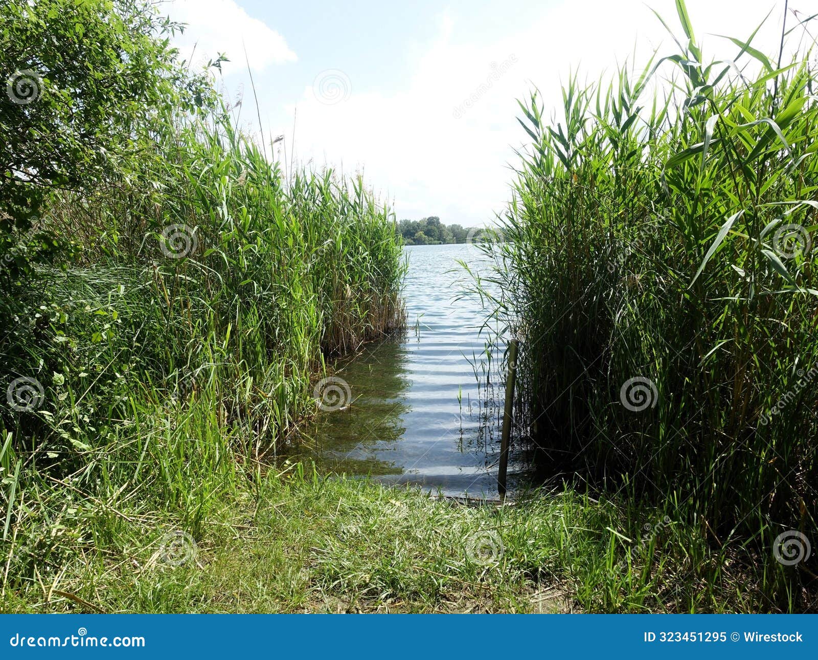 Lakeside with Tall Reeds and Serene Waters Stock Image - Image of calm ...