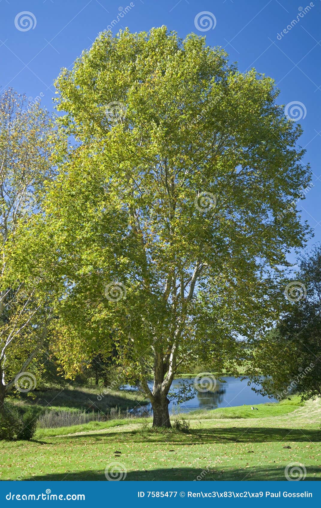 Lakeside trees stock image. Image of river, trees, rain - 7585477