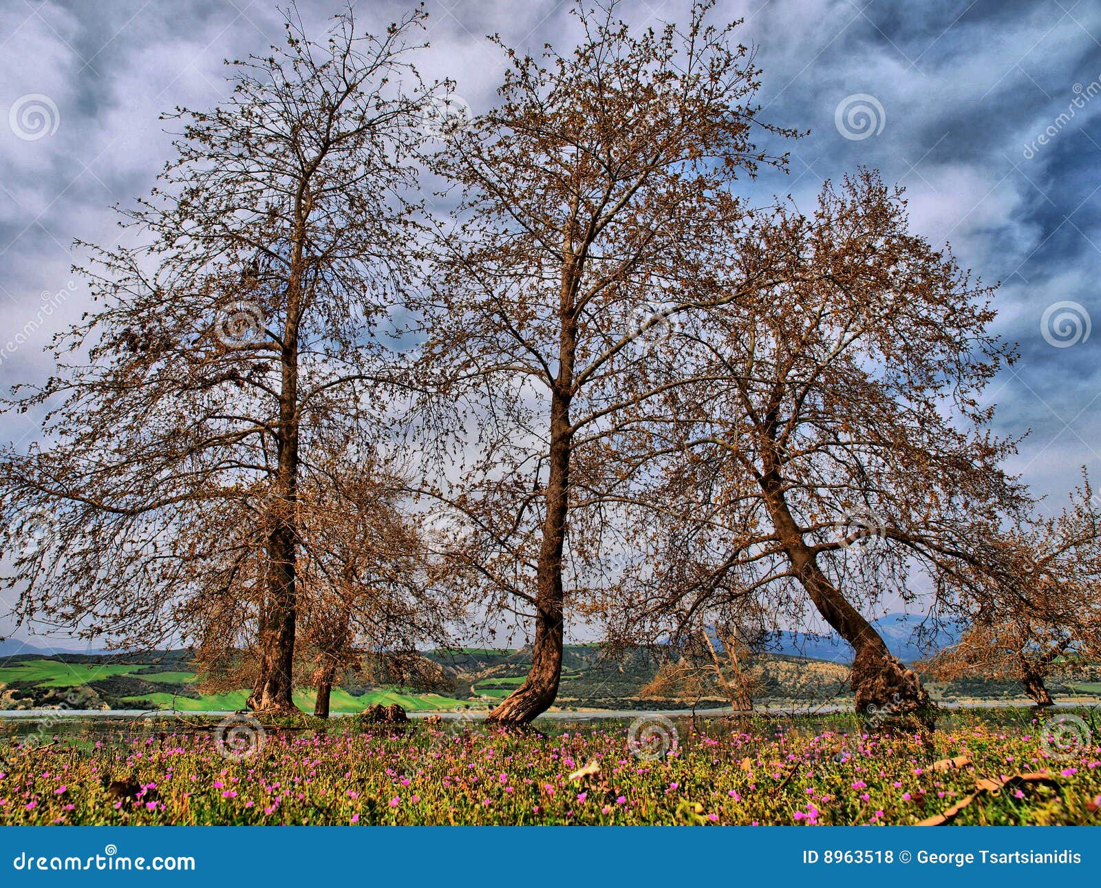 Lakeside trees stock photo. Image of rural, lake, three - 8963518