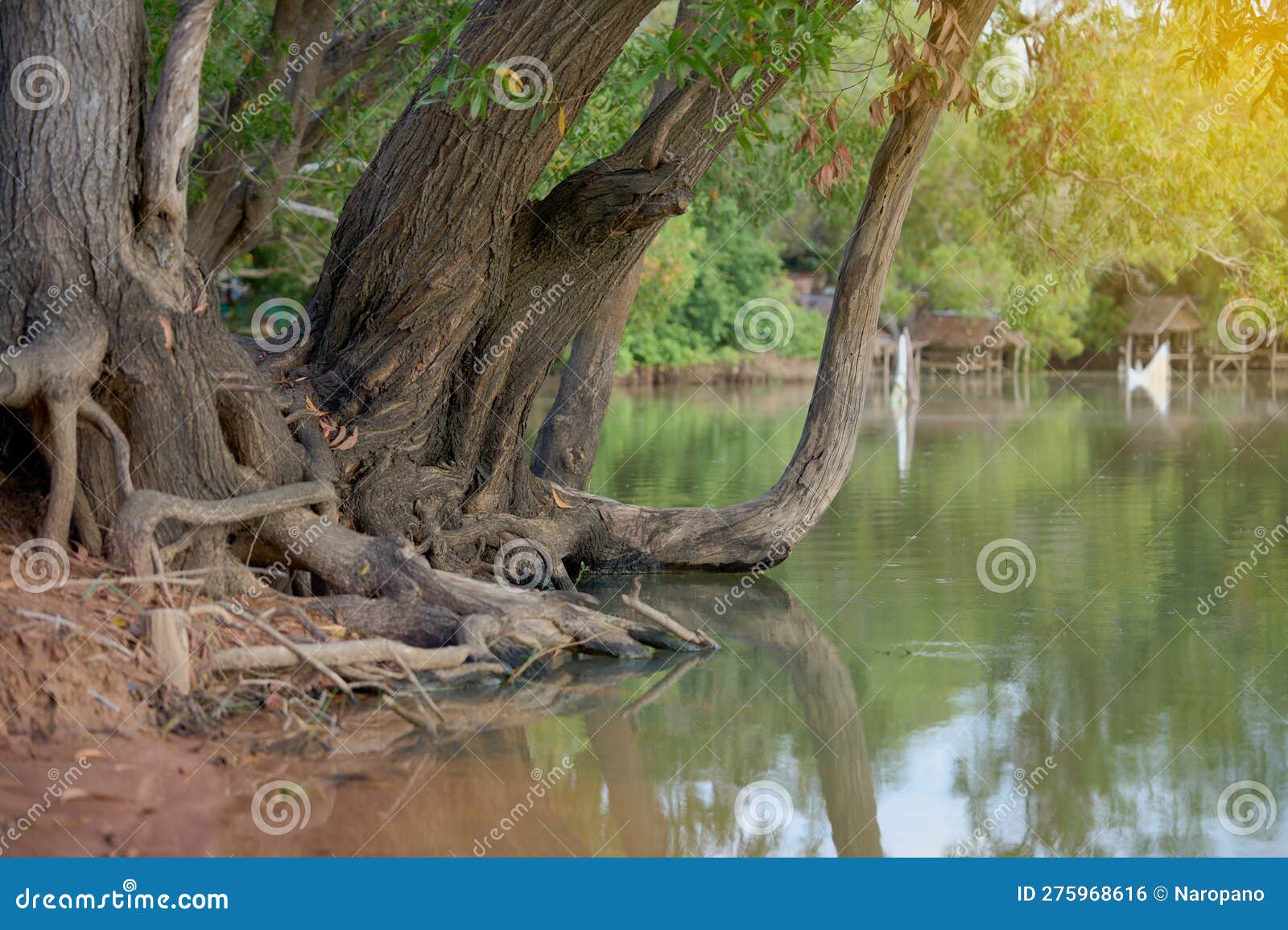 Lakeside Trees, Calm Water, Peaceful Nature Stock Photo - Image of ...