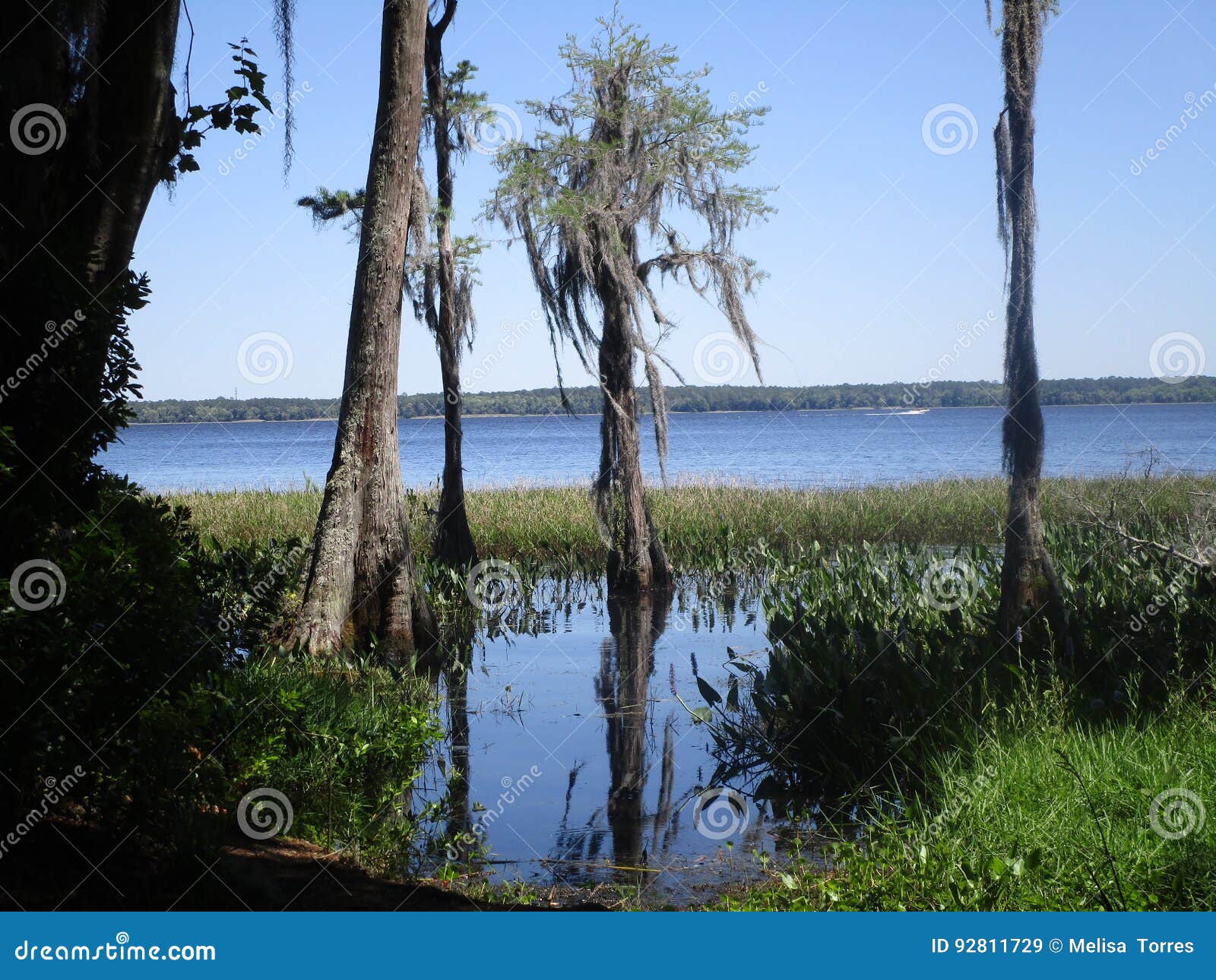 Lakeside stock image. Image of florida, osceola, trees - 92811729