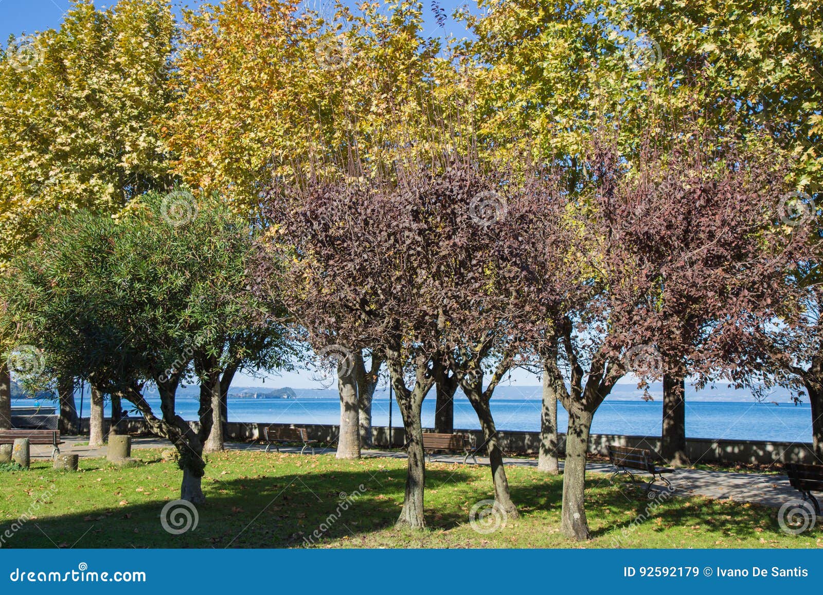On the lakeside trees stock image. Image of green, retirees - 92592179