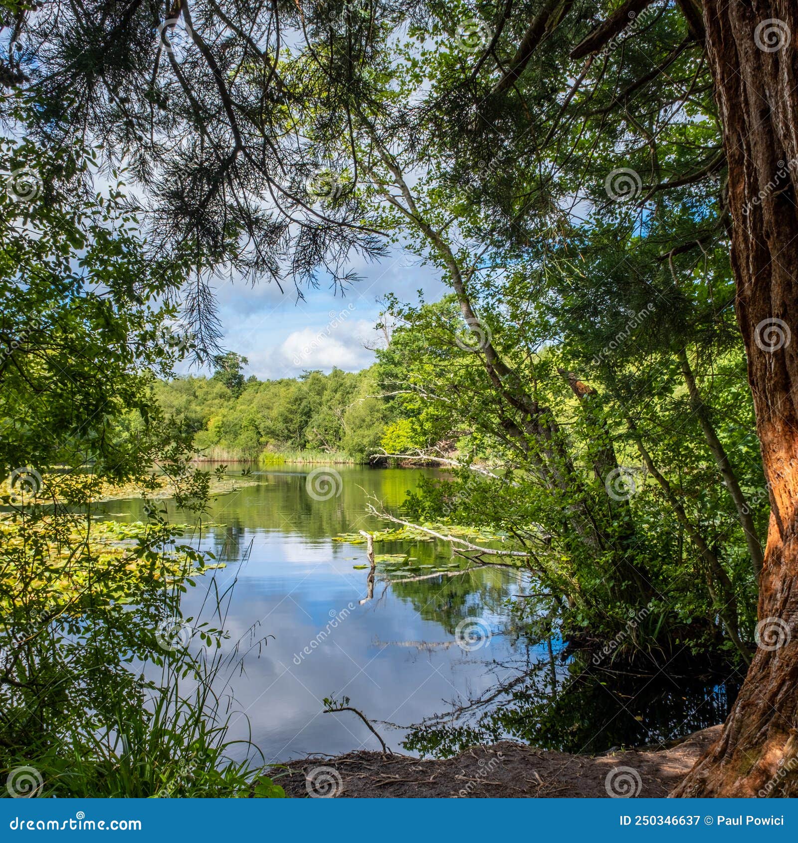 Lakeside View in Summer Sun and Framed by Trees Stock Image - Image of ...