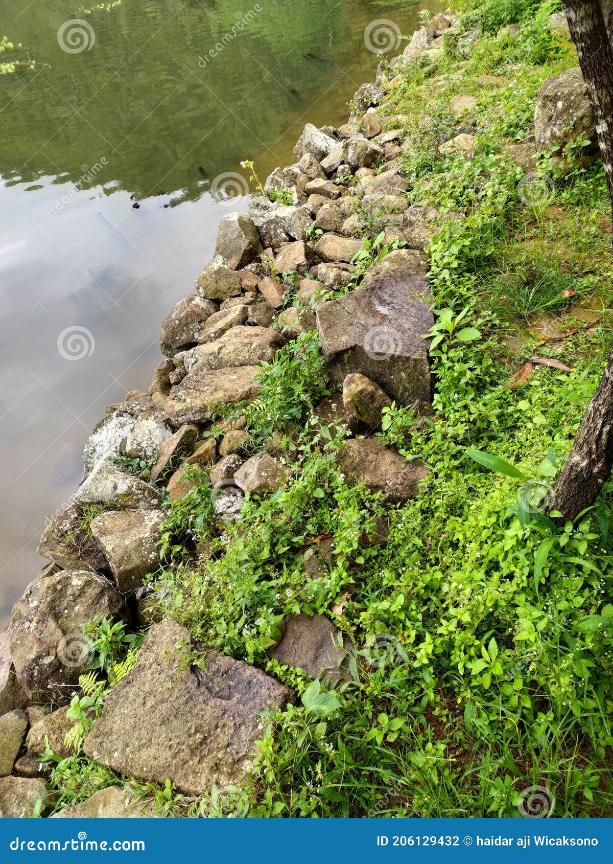 Lakeside Views, Rocks, and Grass Stock Photo - Image of views, green ...