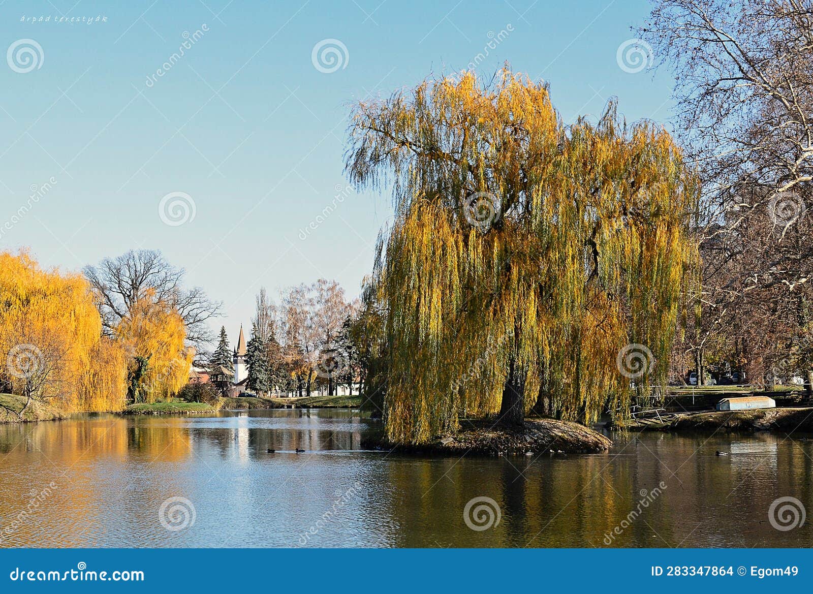 Lakeside willow stock photo. Image of woodland, landscape - 283347864