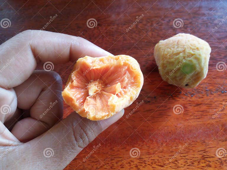 Lakoocha monkey jack fruit stock image. Image of vegetable - 51928297