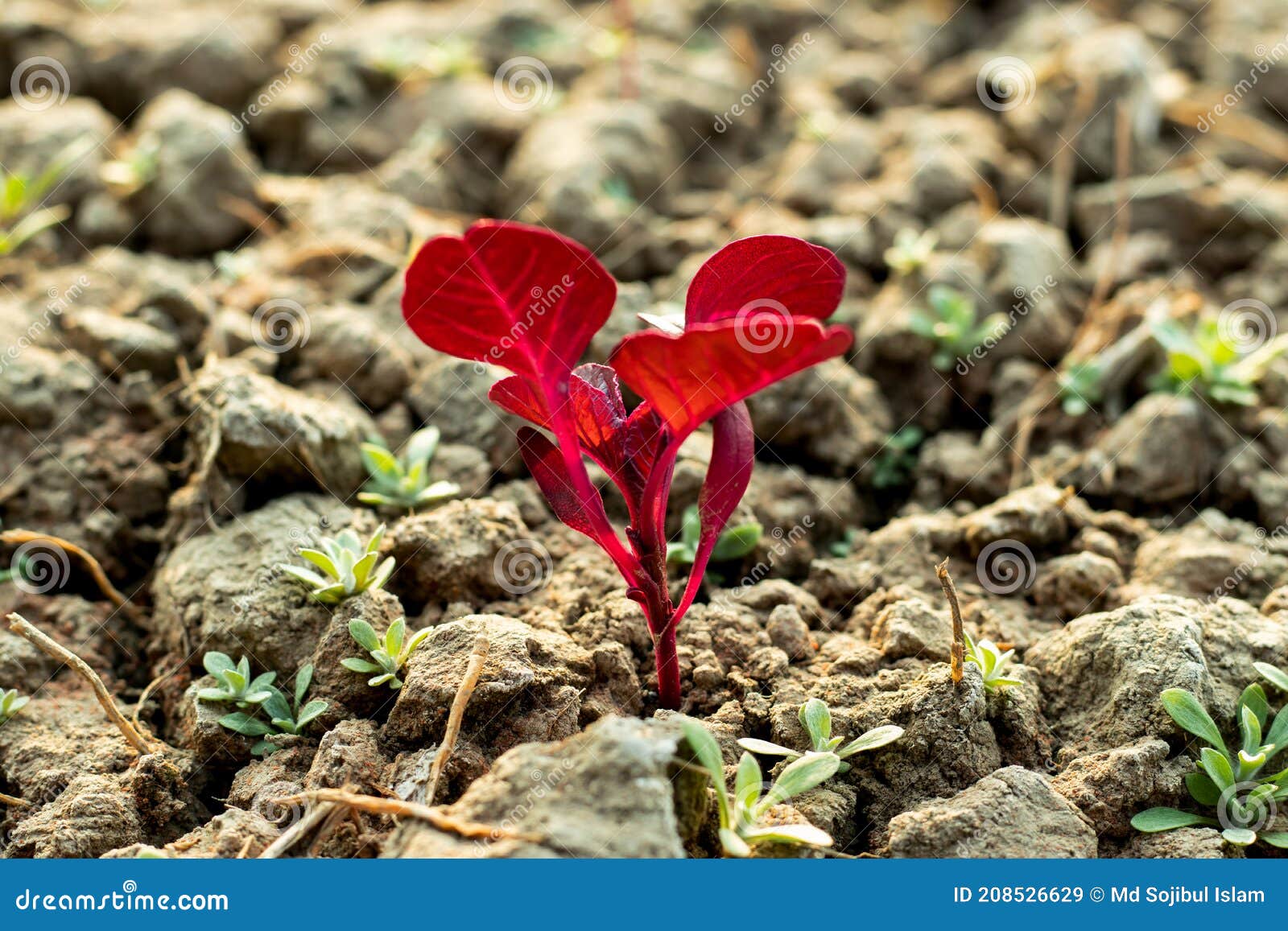 Lal Shak or Spinach Vegetable is a Very Common and Cheap Vegetable ...