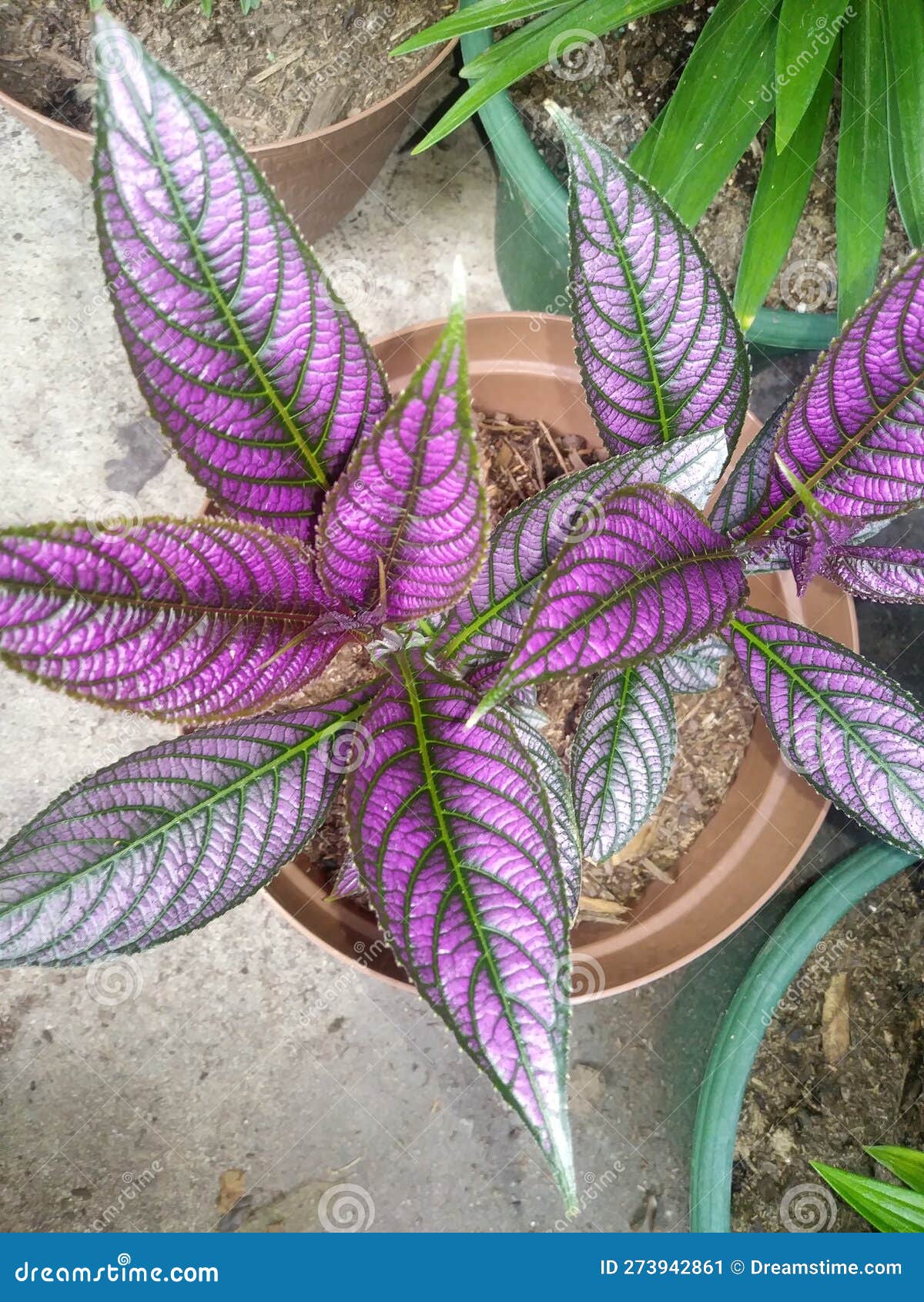 Lala Blossom stock image. Image of love, lala, purple - 273942861