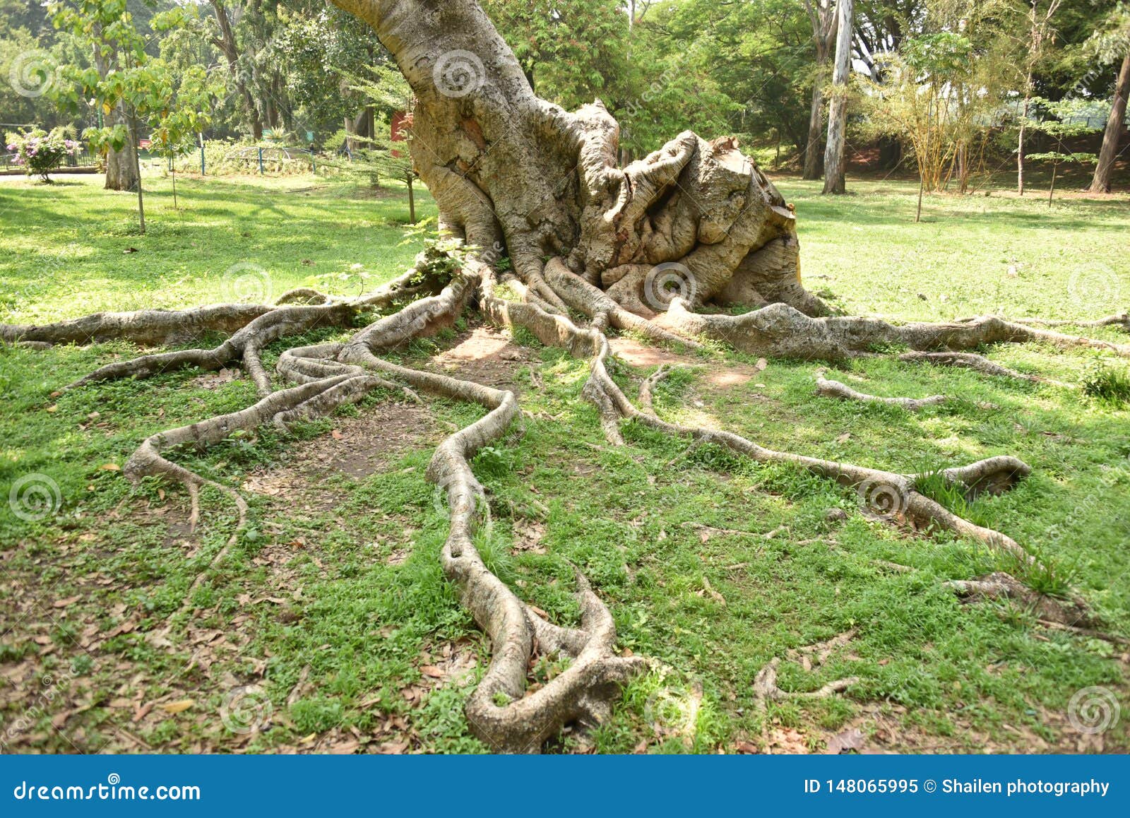Lalbagh Botanical Garden, Bangalore, Karnataka Stock Image - Image of ...