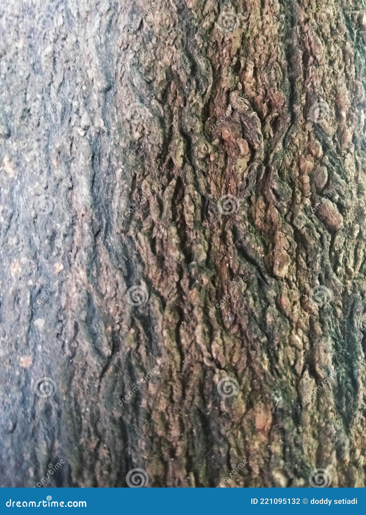 Lalijiwo Mango Tree Bark Fiber Stock Photo - Image of fiber, forest ...