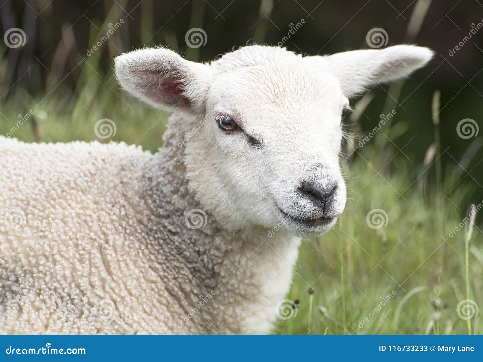 Lam stock afbeelding. Image of schoon, landbouwbedrijf - 116733233