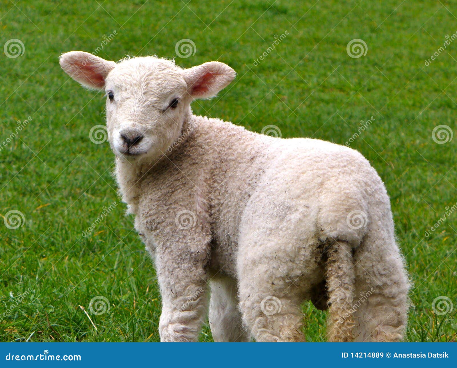 Lam stock afbeelding. Image of landbouwbedrijf, weide - 14214889