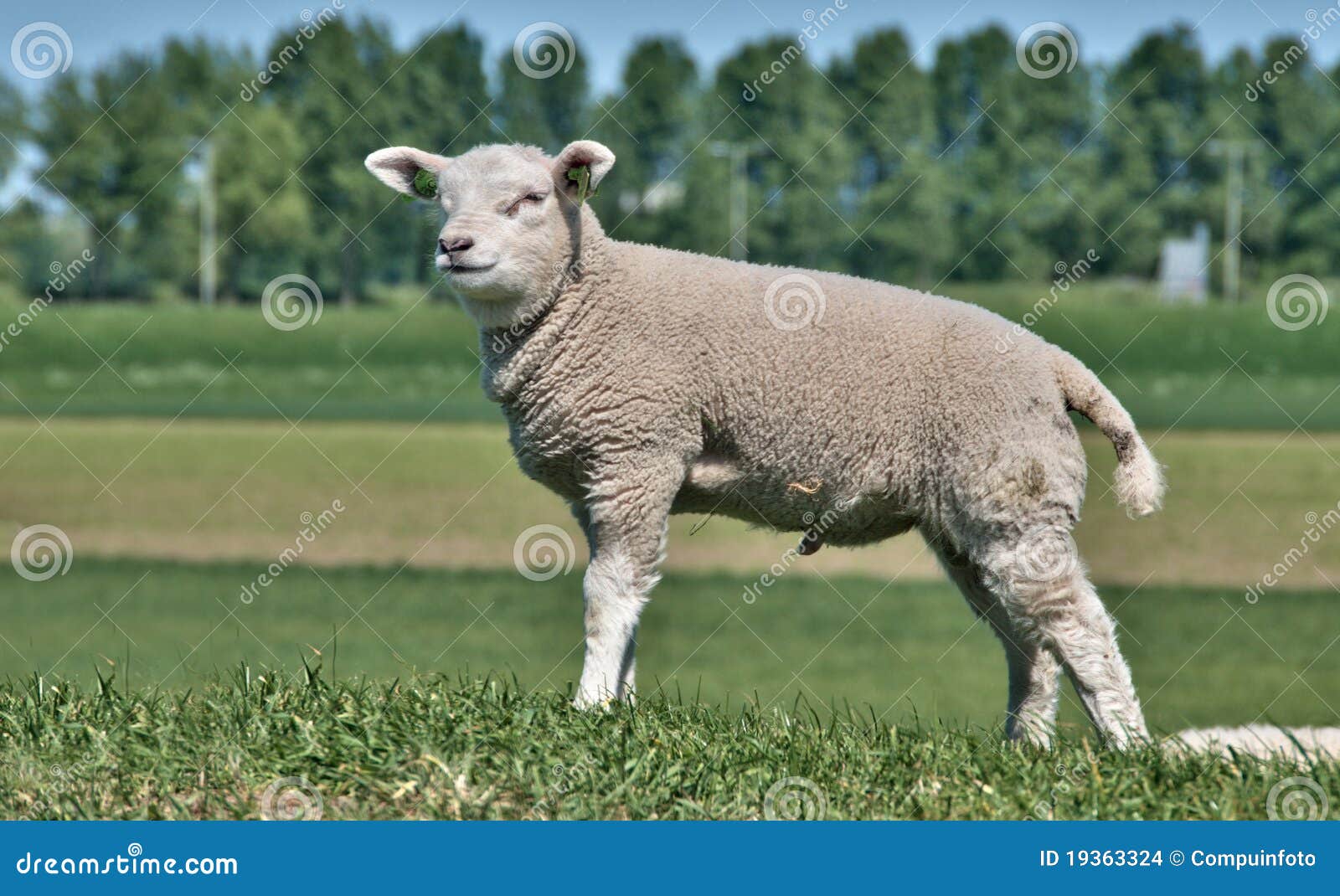 Lam stock foto. Image of blauw, familie, geboren, zuigeling - 19363324