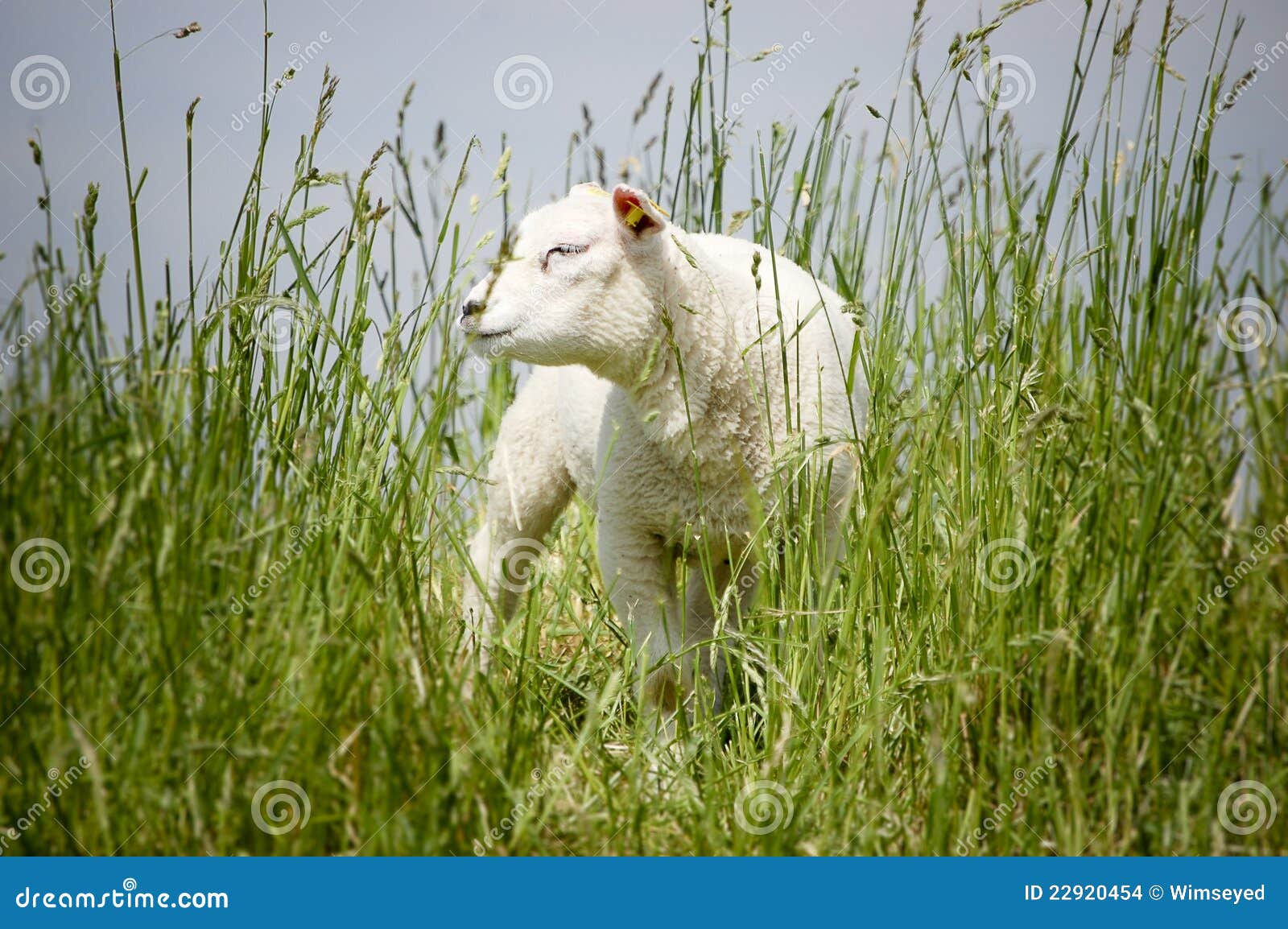Lam stock foto. Image of zonnig, gras, schapen, romantisch - 22920454