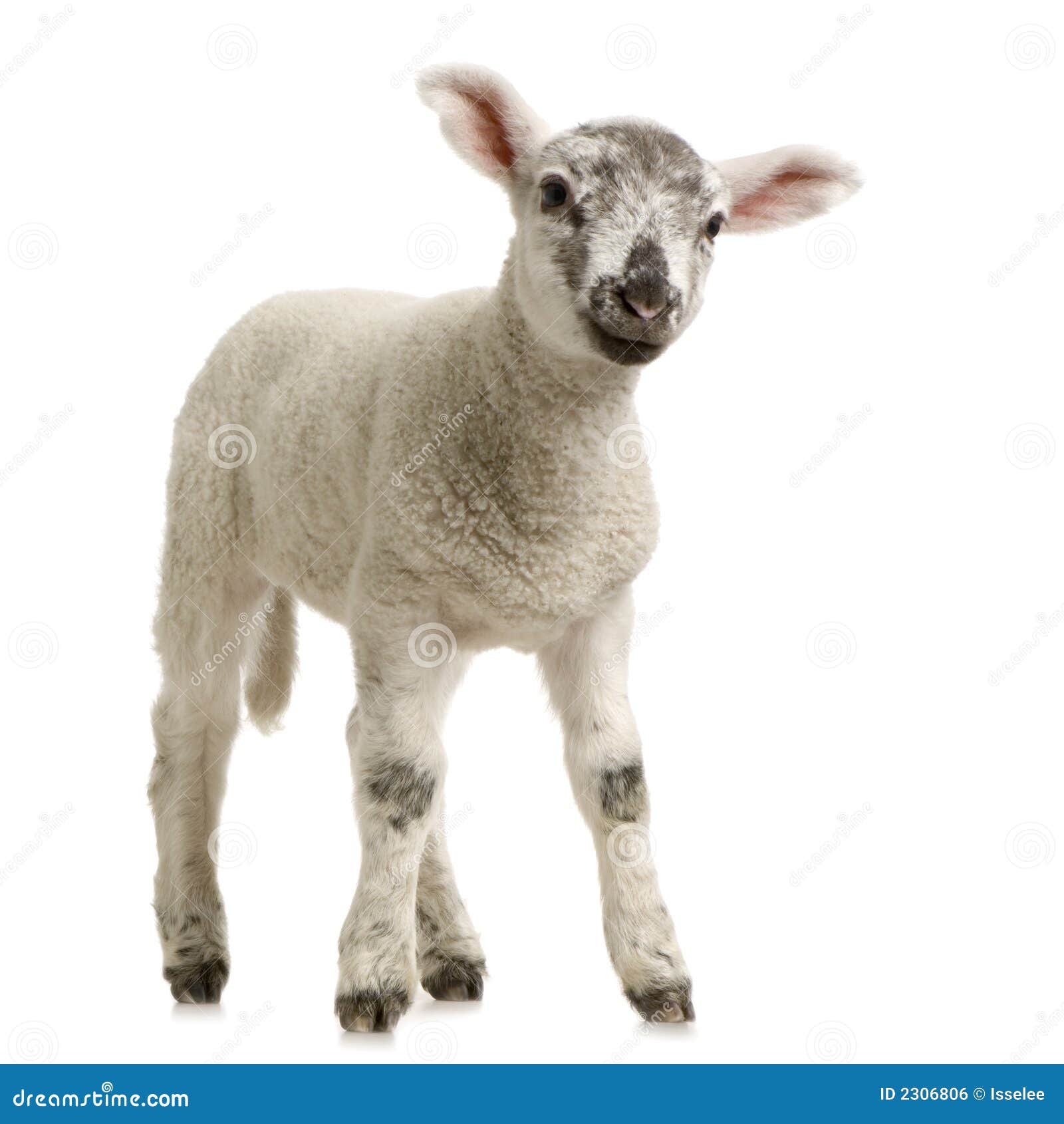 Lam stock foto. Image of wollen, onschuld, dier, jeugd - 2306806