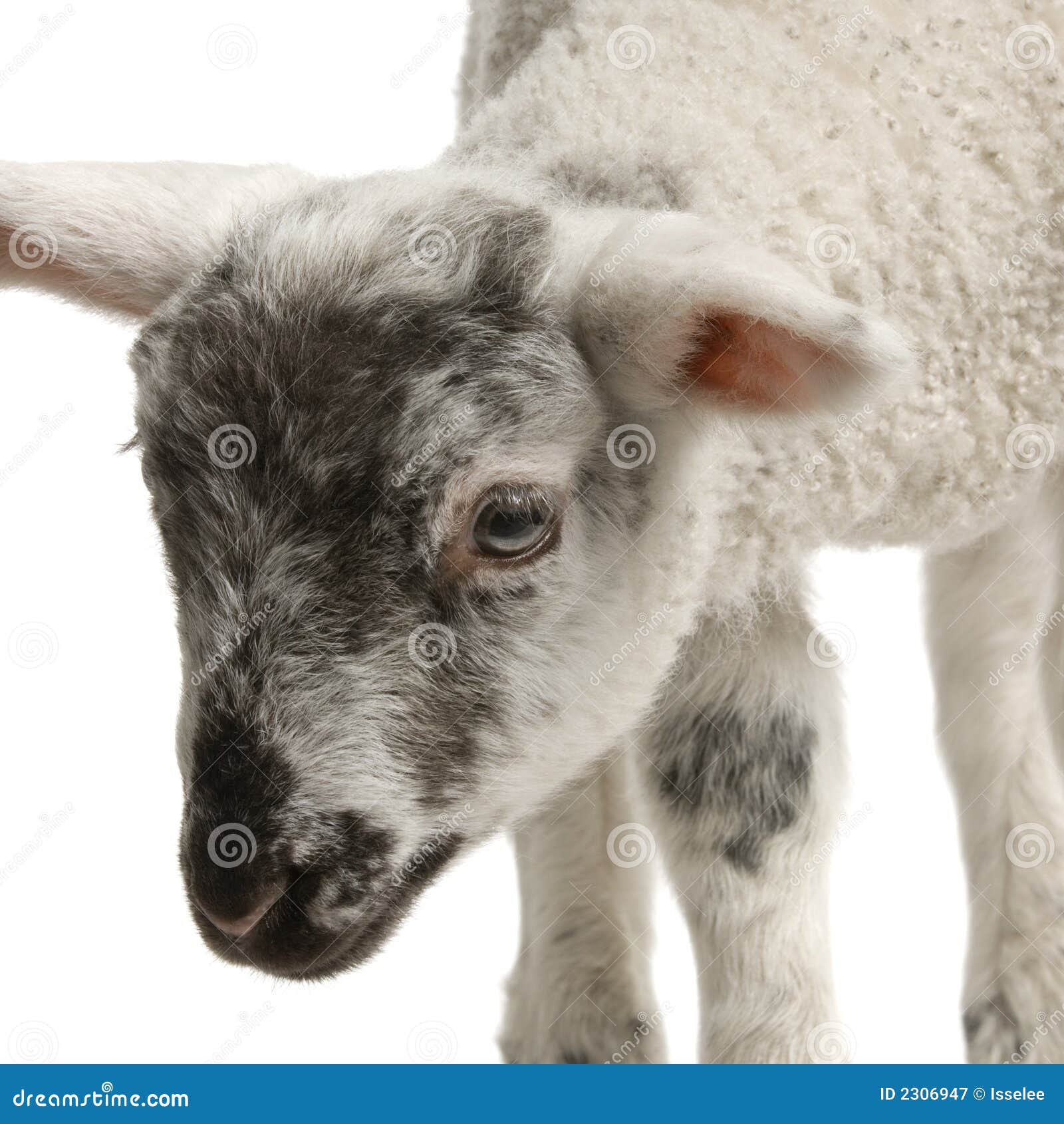 Lam stock afbeelding. Image of baby, onschuld, schapen - 2306947