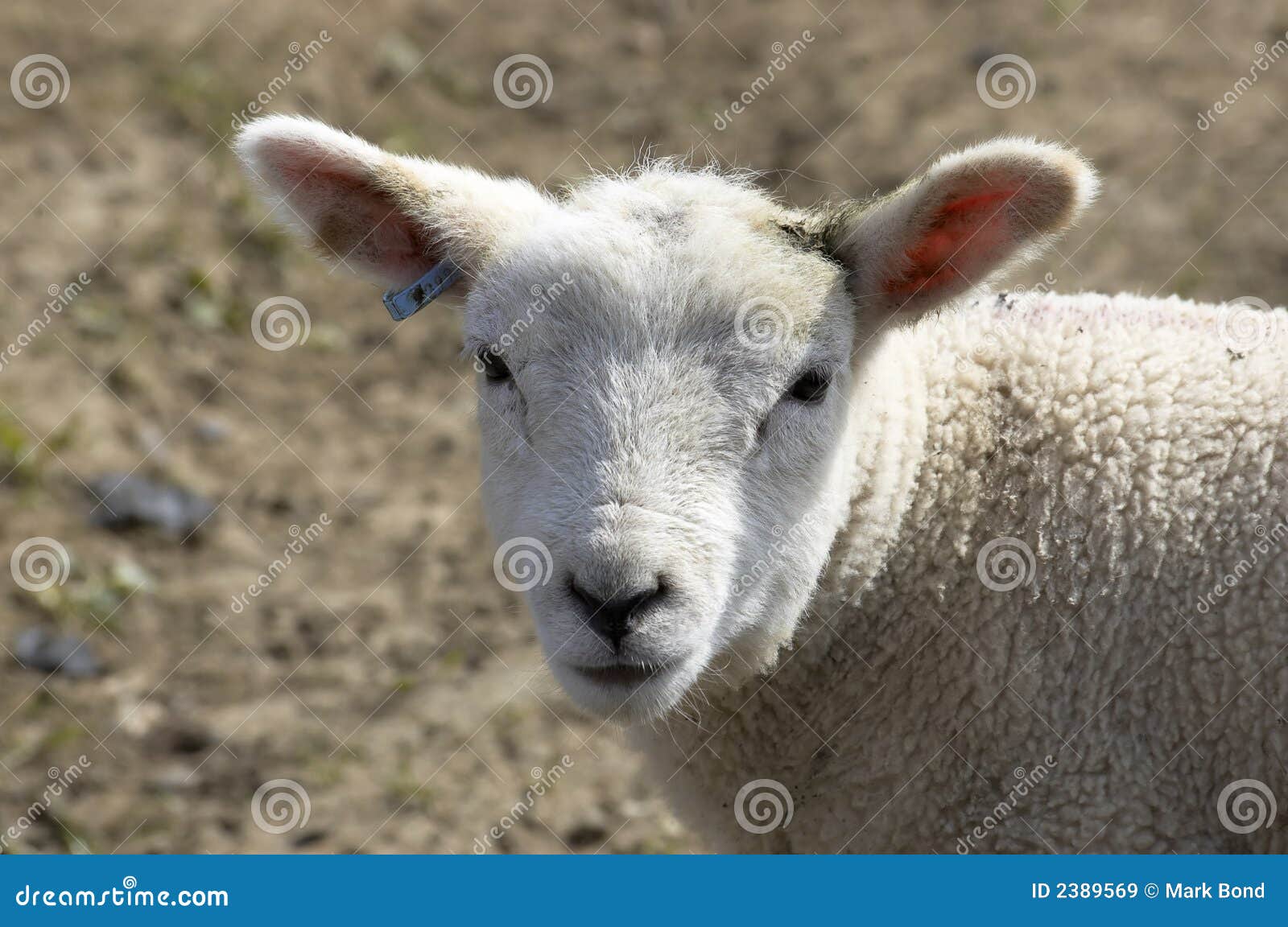 Lam stock afbeelding. Image of gebied, hoofd, schapen - 2389569