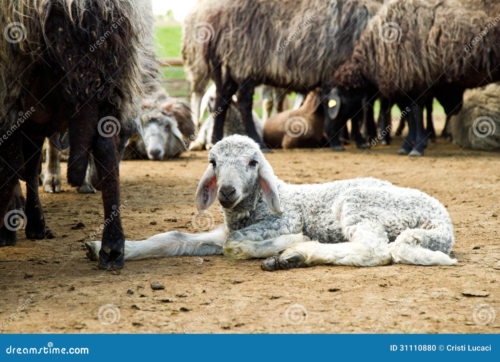 Lam stock foto. Image of leuk, land, mooi, kudde, krullend - 31110880