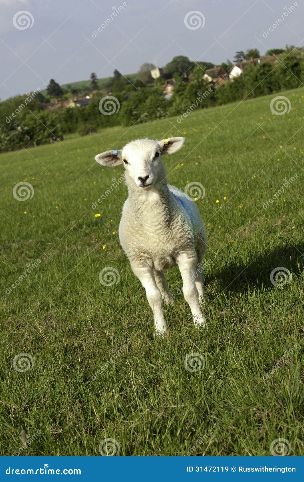 Lam stock afbeelding. Image of enkelvoudig, dier, gras - 31472119