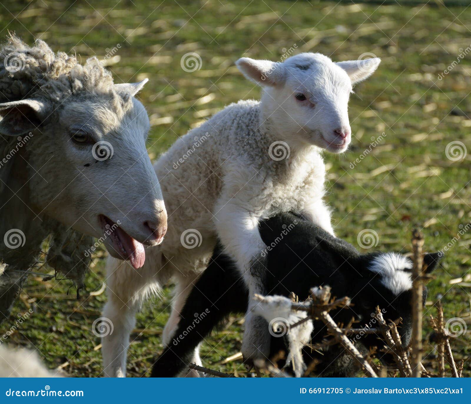 Lam stock afbeelding. Image of openlucht, landelijk, nave - 66912705