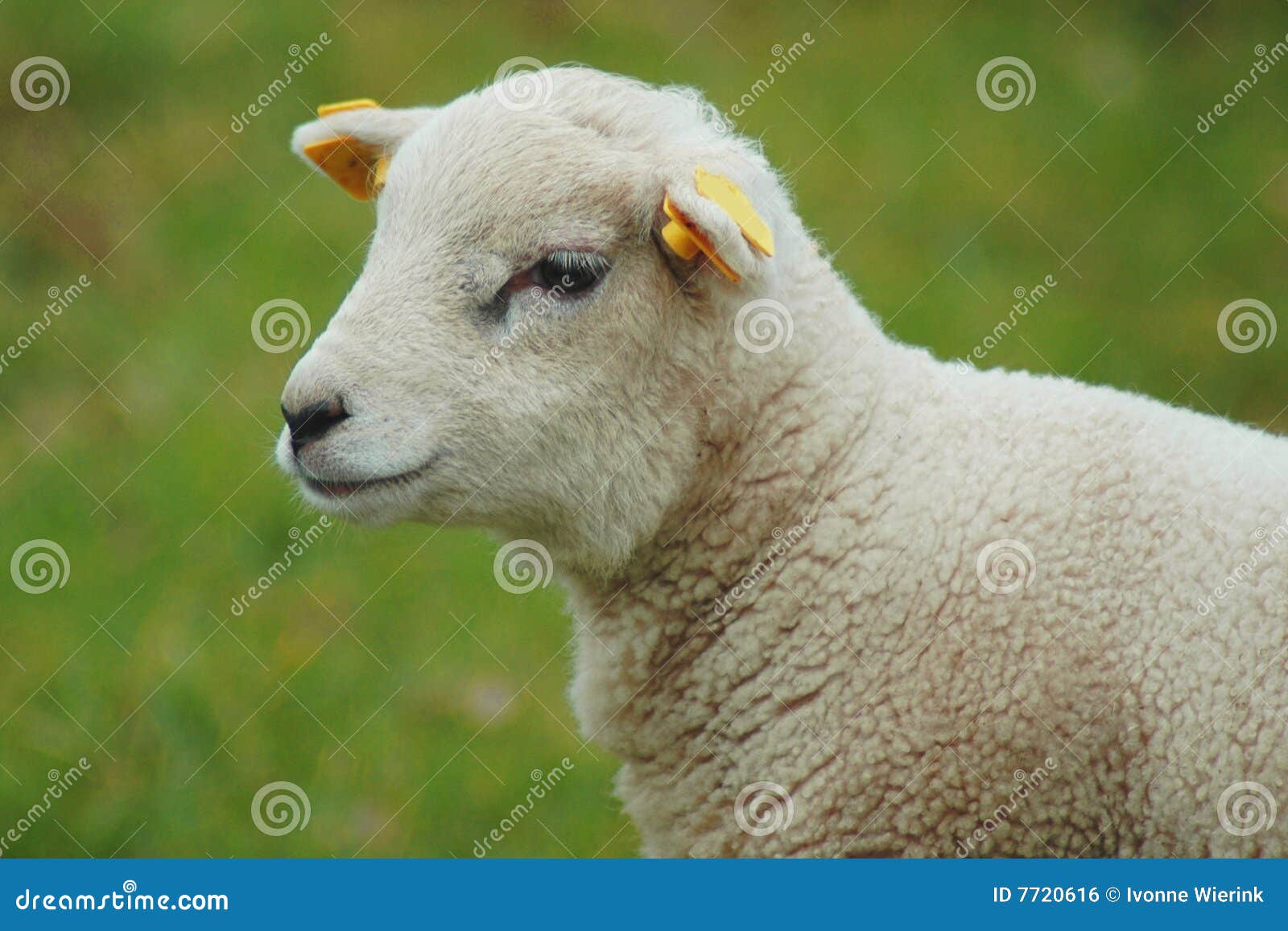 Lam stock foto. Image of weinig, portret, schapen, lente - 7720616
