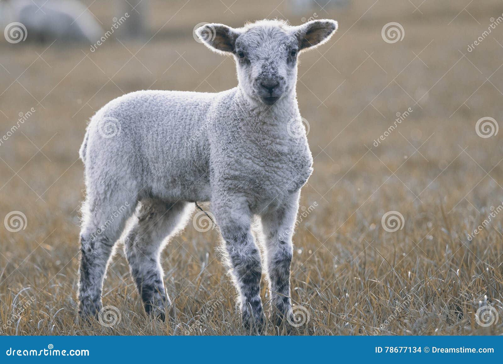 Lam stock foto. Image of dier, lente, leuk, schapen, weide - 78677134