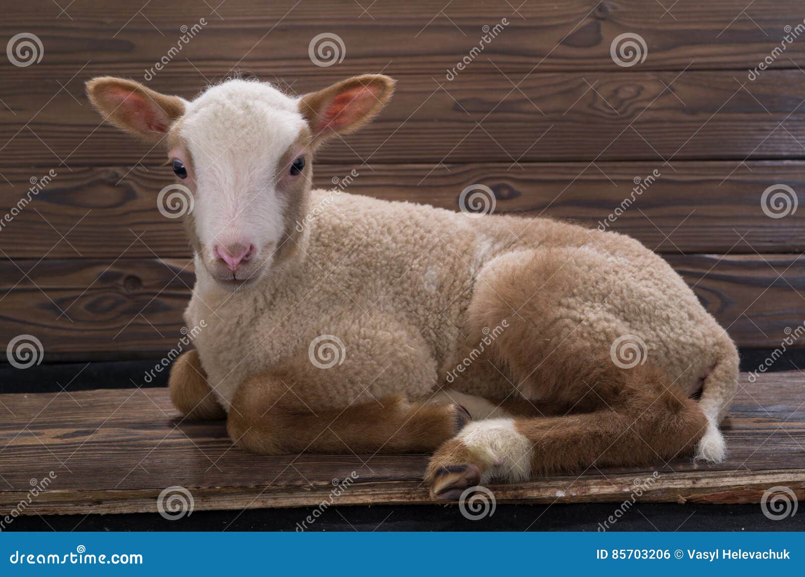 Lam stock foto. Image of status, landbouw, godsdienst - 85703206