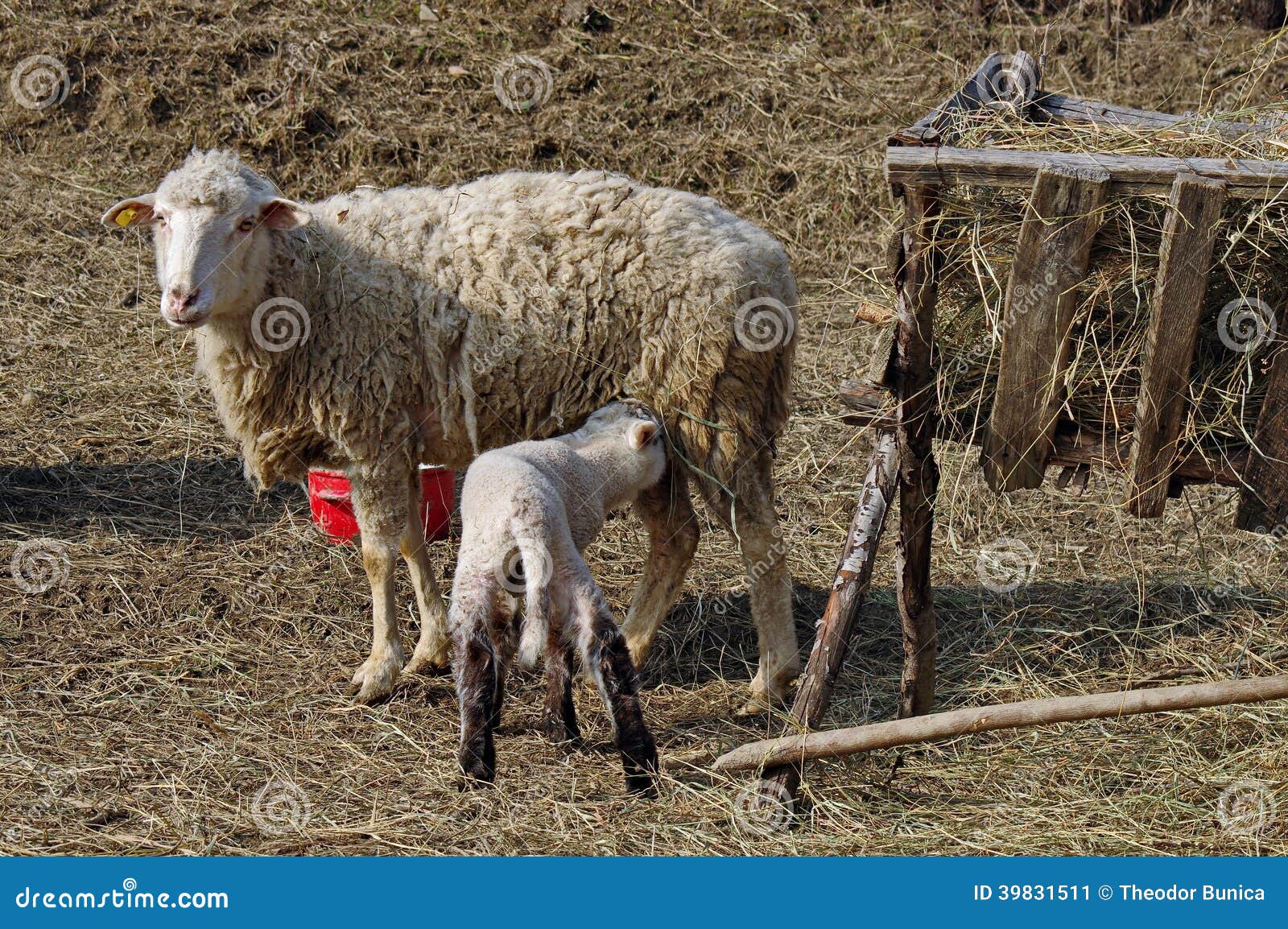 Lam het voeden stock afbeelding. Image of voedsel, landbouw - 39831511