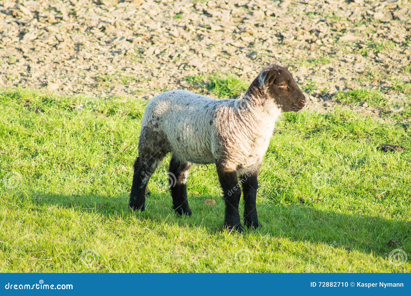 Lam met een zwart hoofd stock foto. Image of vriendschappelijk - 72882710