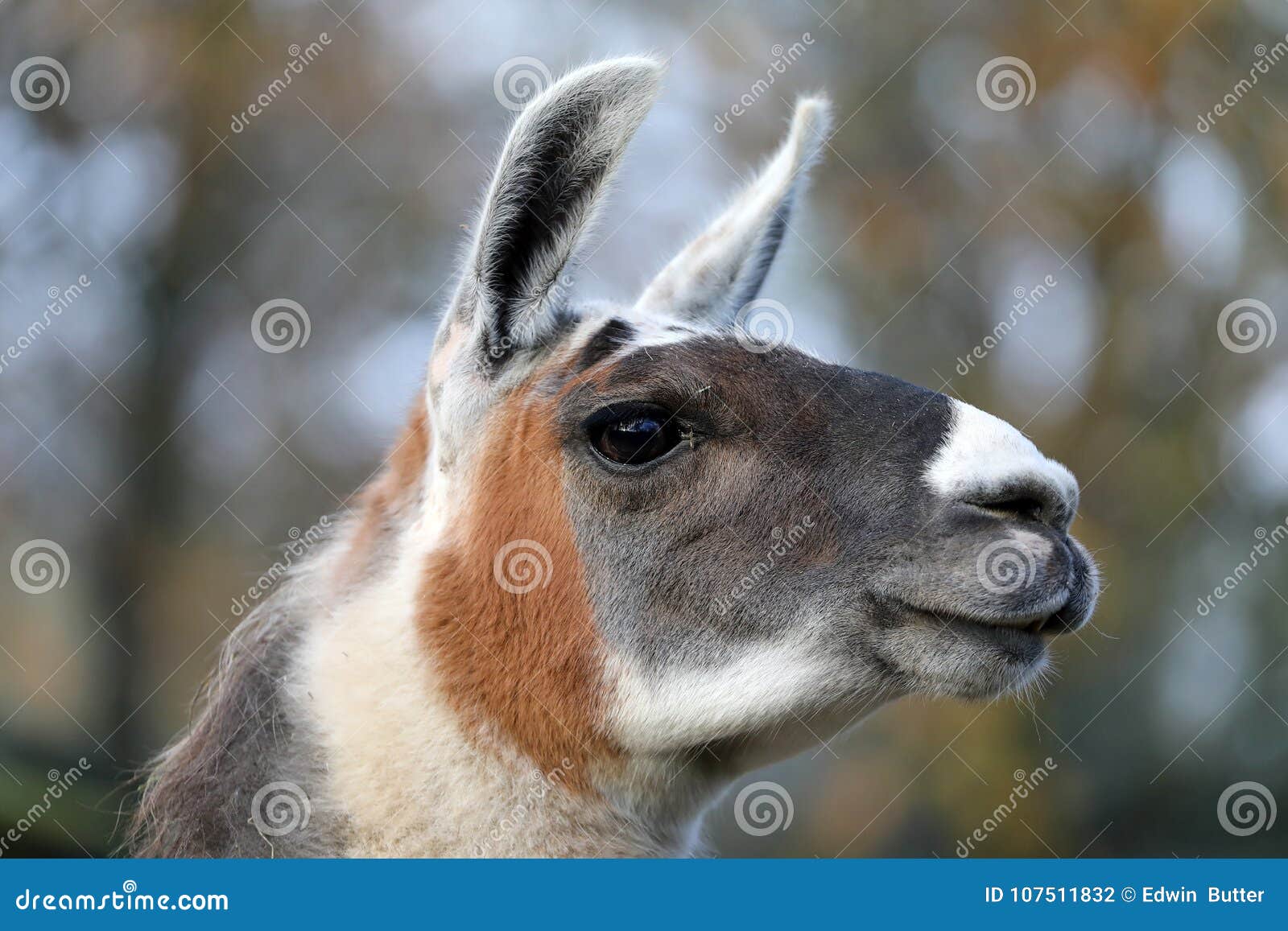 Lama stock foto. Image of wild, zoogdier, leuk, dier - 107511832