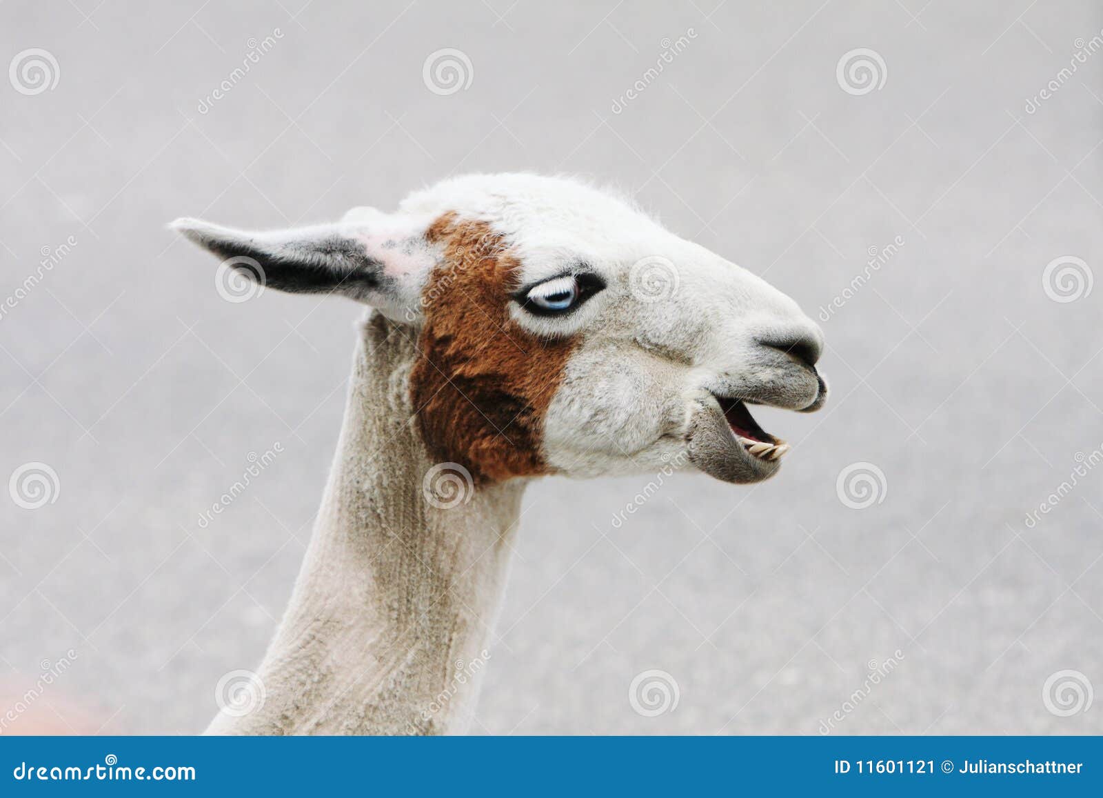 Lama stock image. Image of camelid, cloud, animal, nice - 11601121